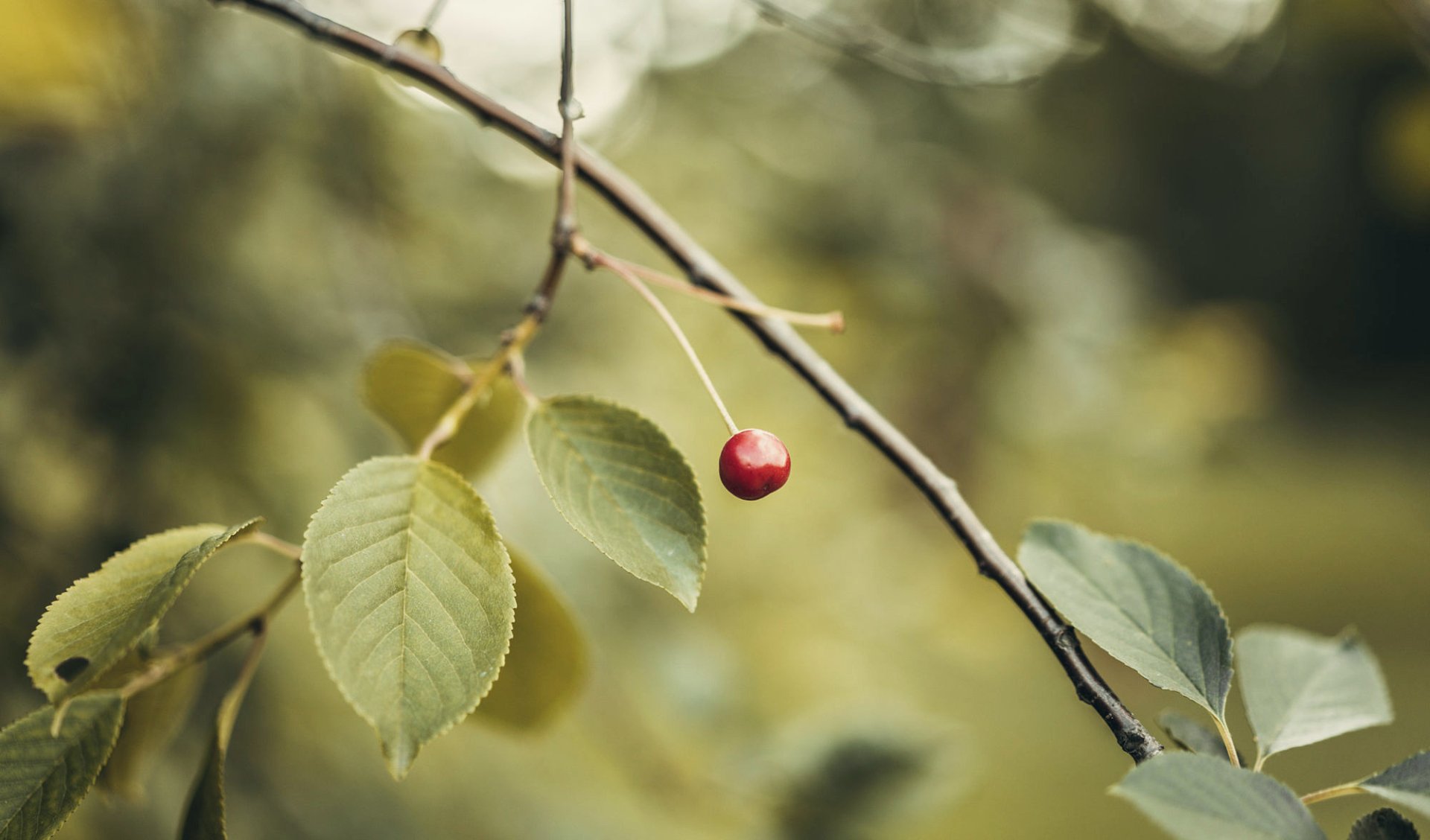 Cherry HD Wallpaper