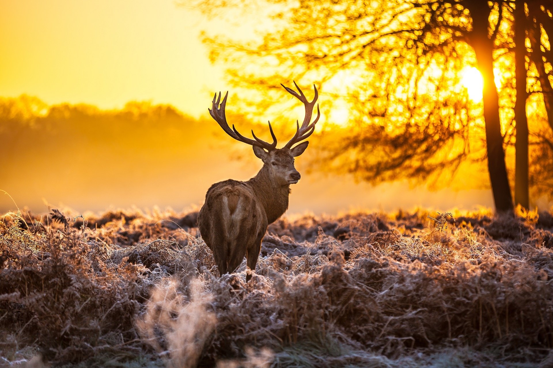 Majestic Deer at Sunrise - Stunning HD Animal Wallpaper | 1920x1279 ...