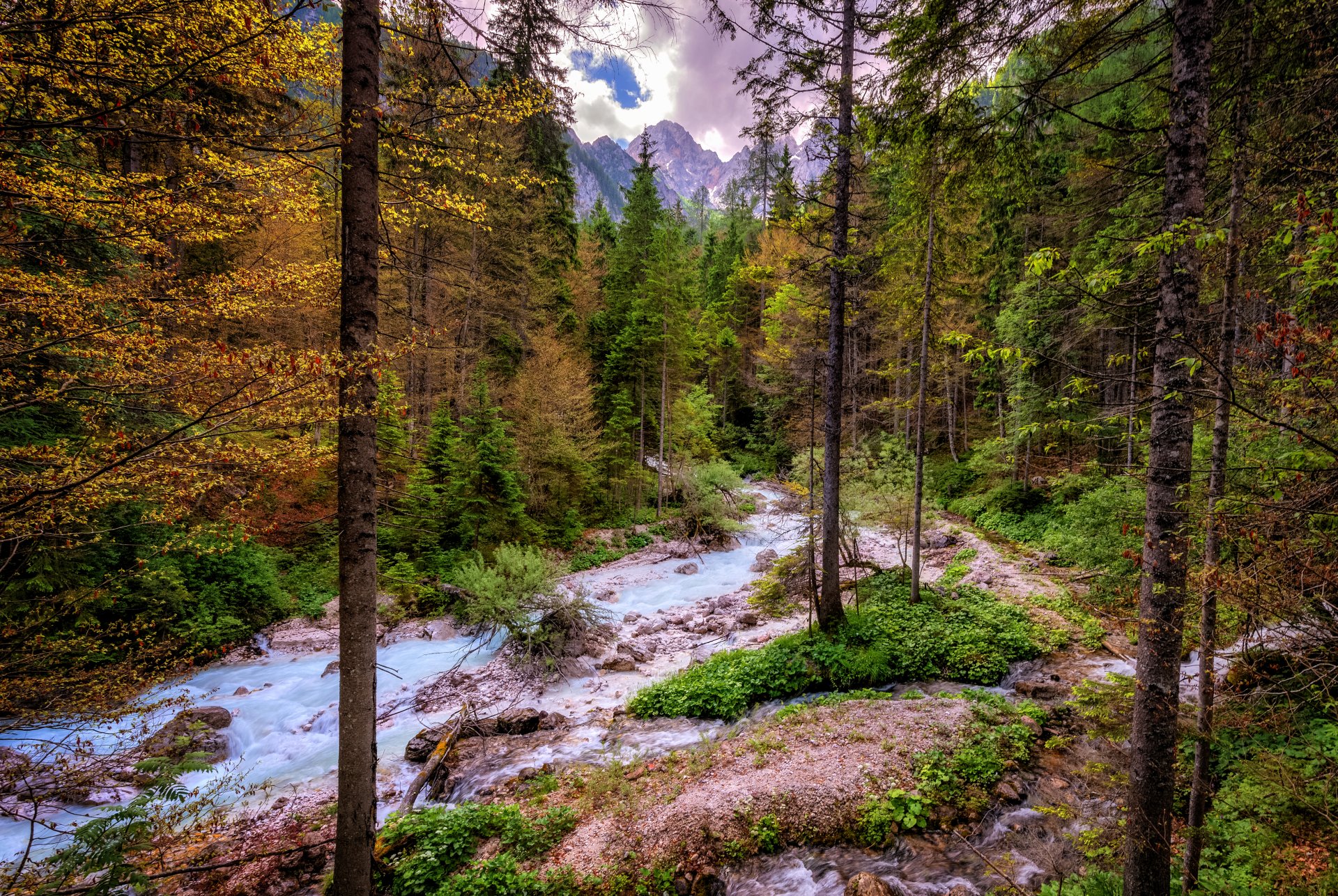 Download Tree Forest Nature Stream 4k Ultra HD Wallpaper