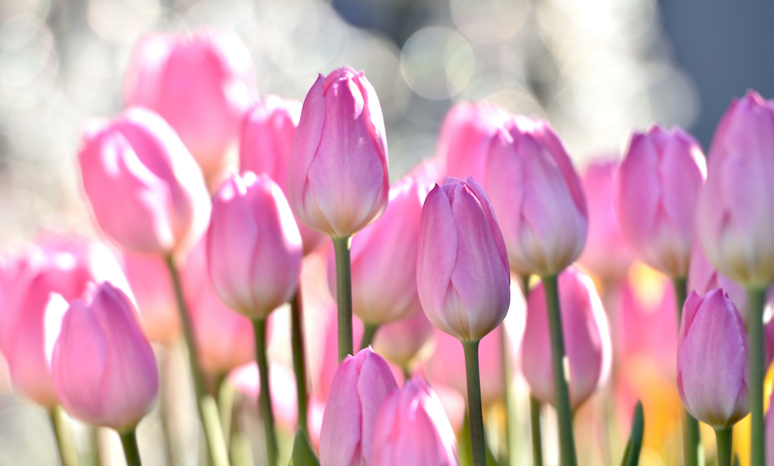 Download Pink Flower Flower Nature Tulip HD Wallpaper