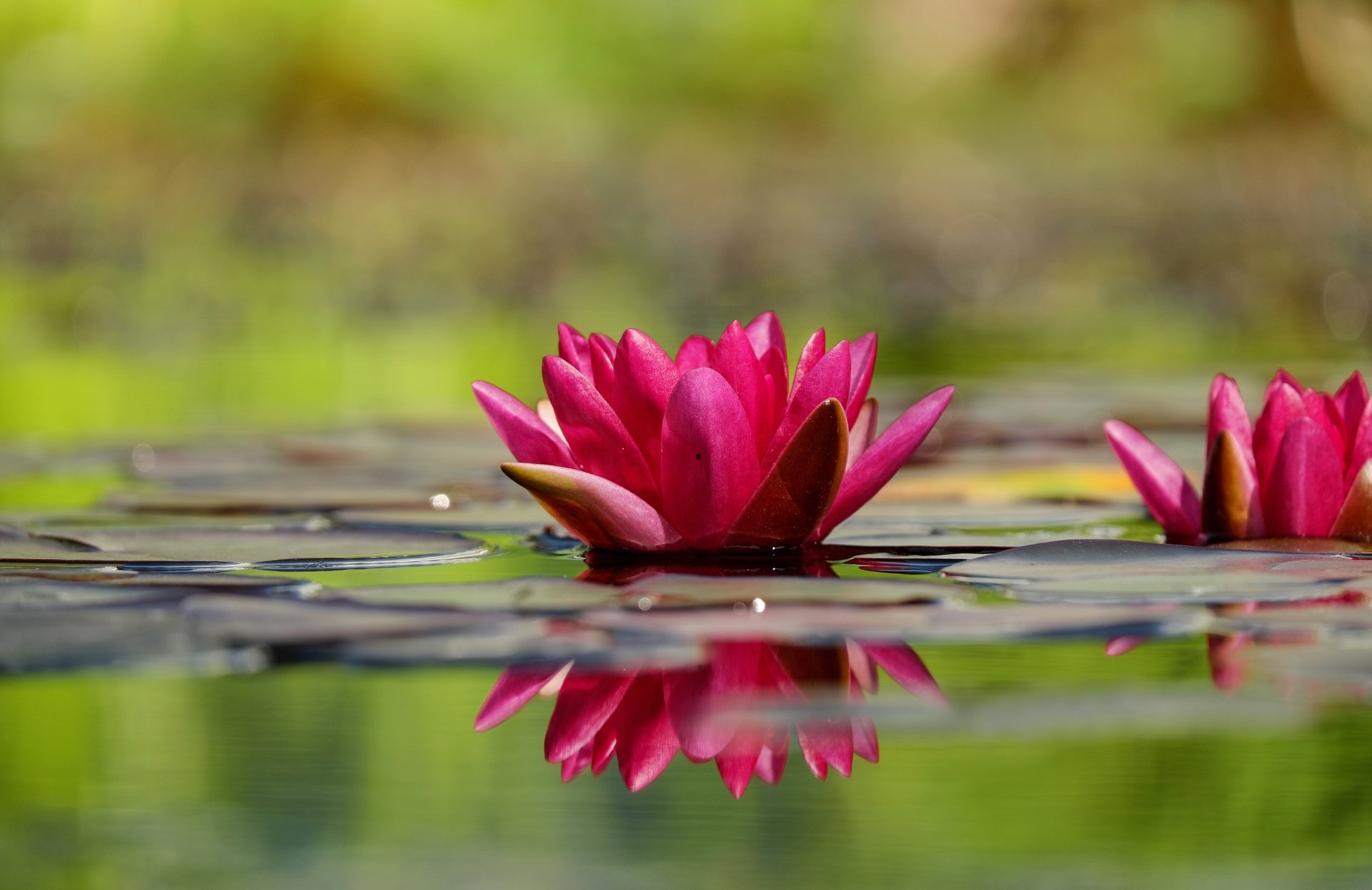4K Ultra HD Pink Water Lily Reflection in Natural Serenity by Couleur