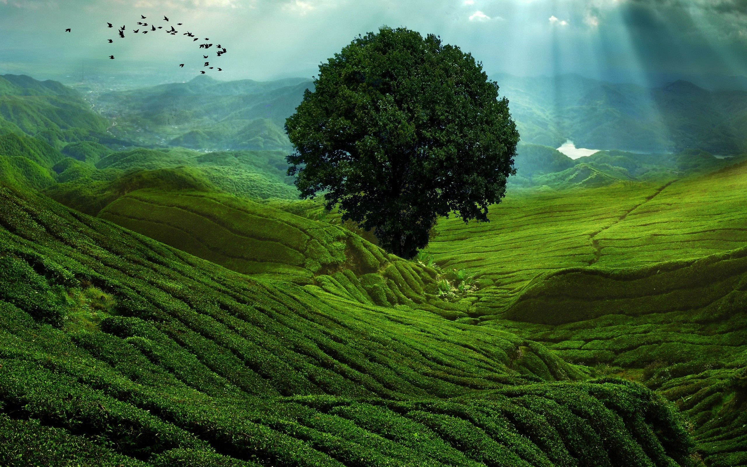 Download Tree Mountain Green Nature Landscape HD Wallpaper