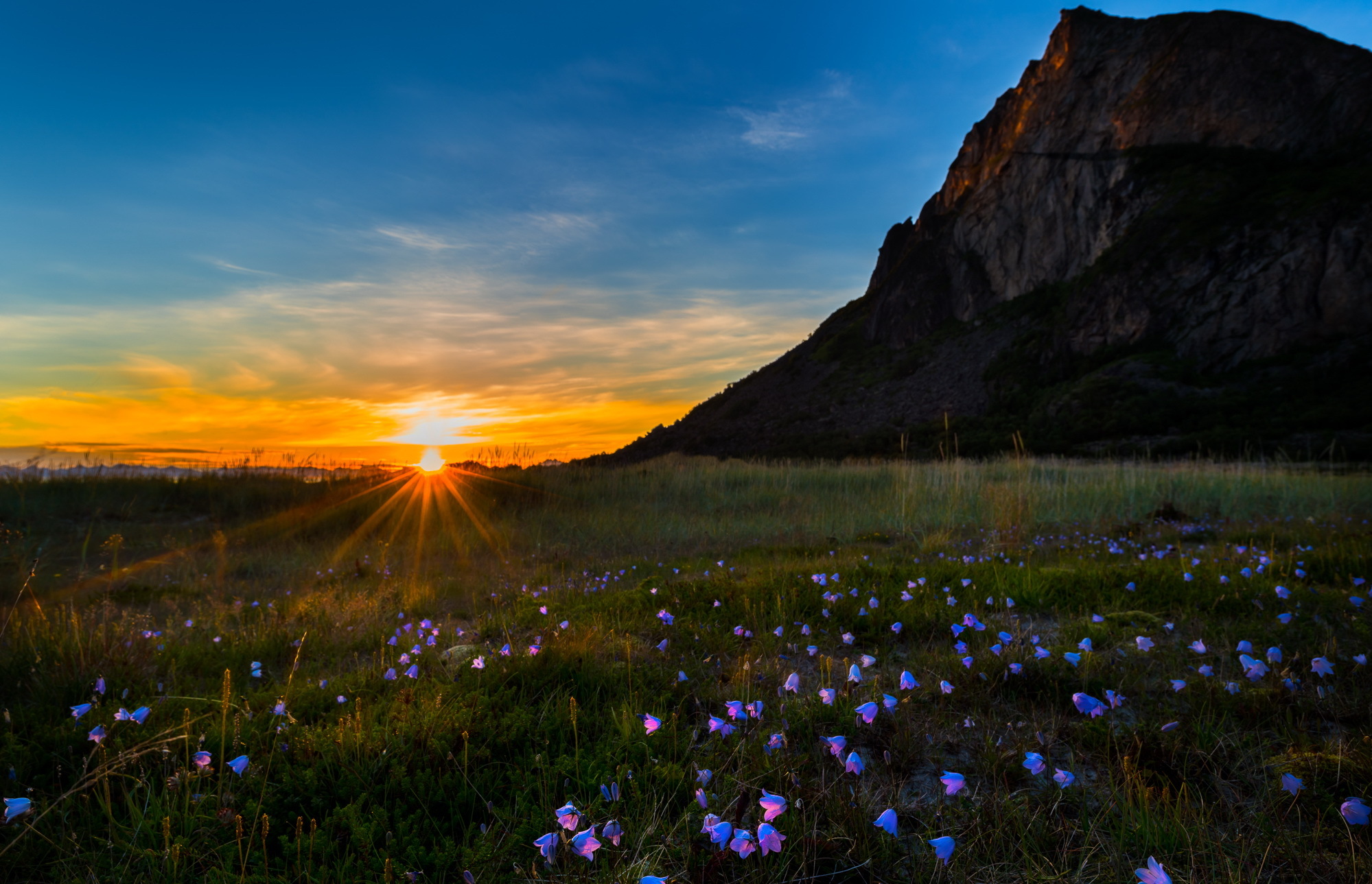 Download Blue Flower Sunbeam Flower Nature Sunrise HD Wallpaper