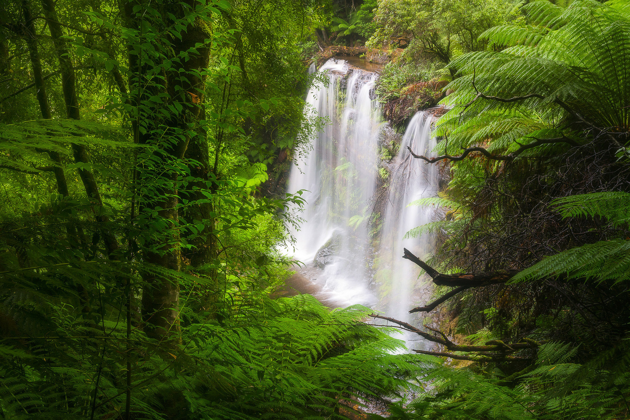Serene Fern Forest Waterfall - HD Wallpaper