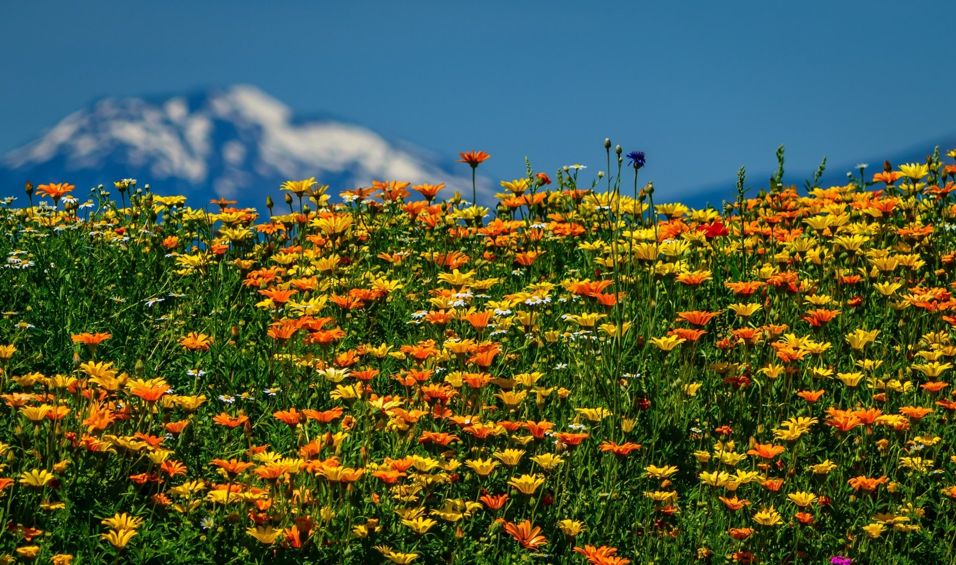 Download Orange Flower Yellow Flower Field Flower Nature Daisy HD ...
