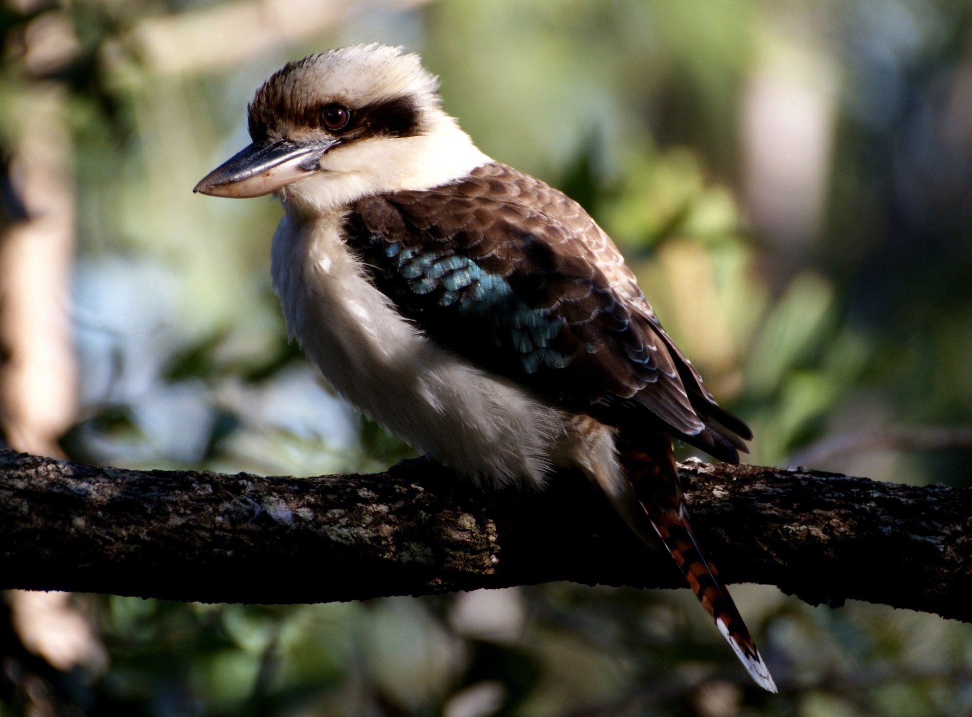 Majestic Kookaburra Kingfisher HD Bird Wallpaper by skeeze