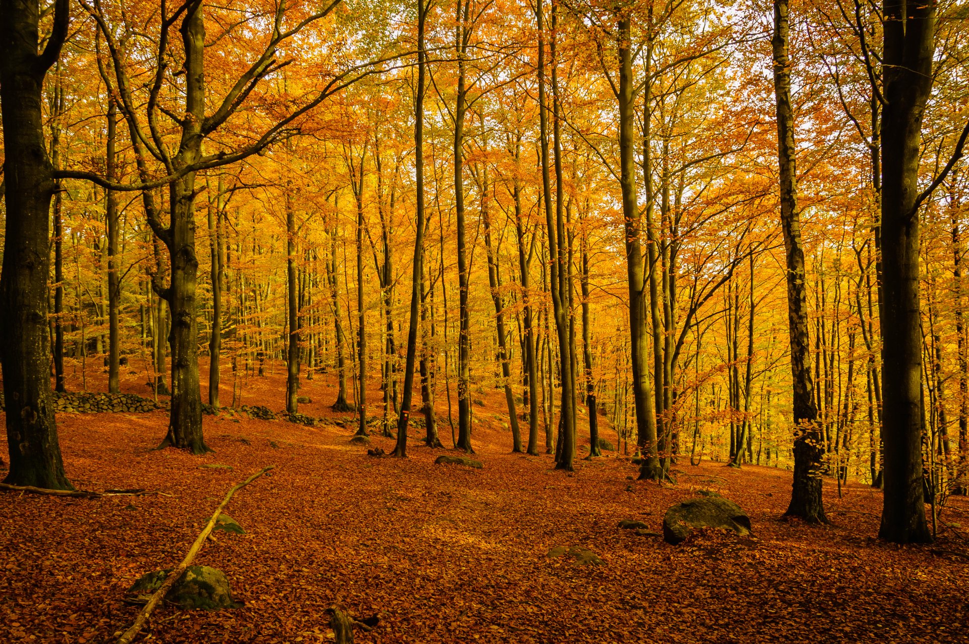 4K Ultra HD Orange Fall Forest: Nature's Vibrant Autumn Glow