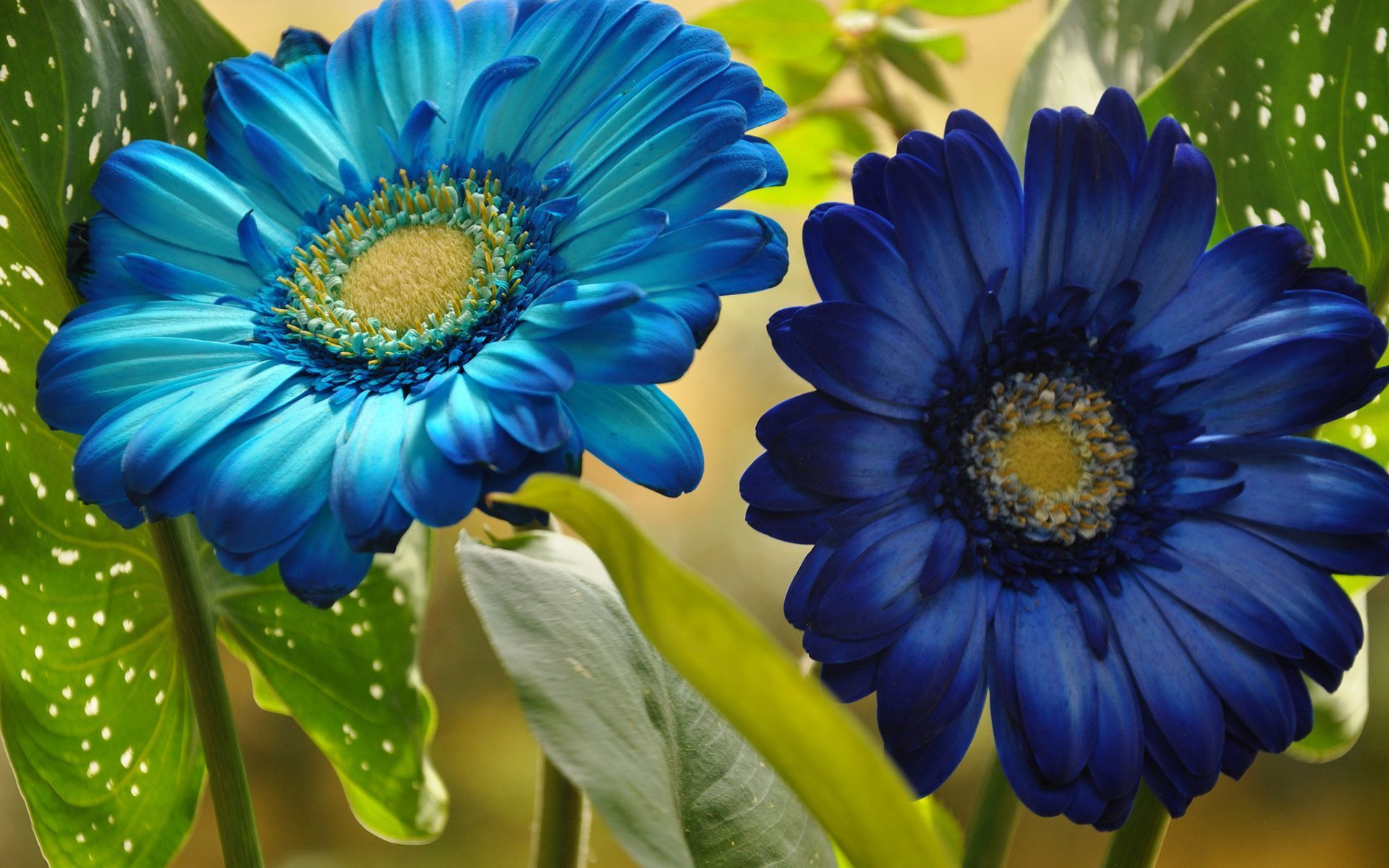 Download Blue Flower Flower Nature Gerbera HD Wallpaper