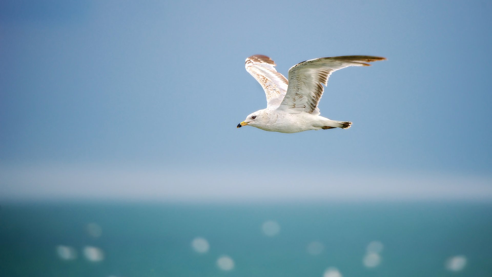 Download Bird Animal Seagull HD Wallpaper
