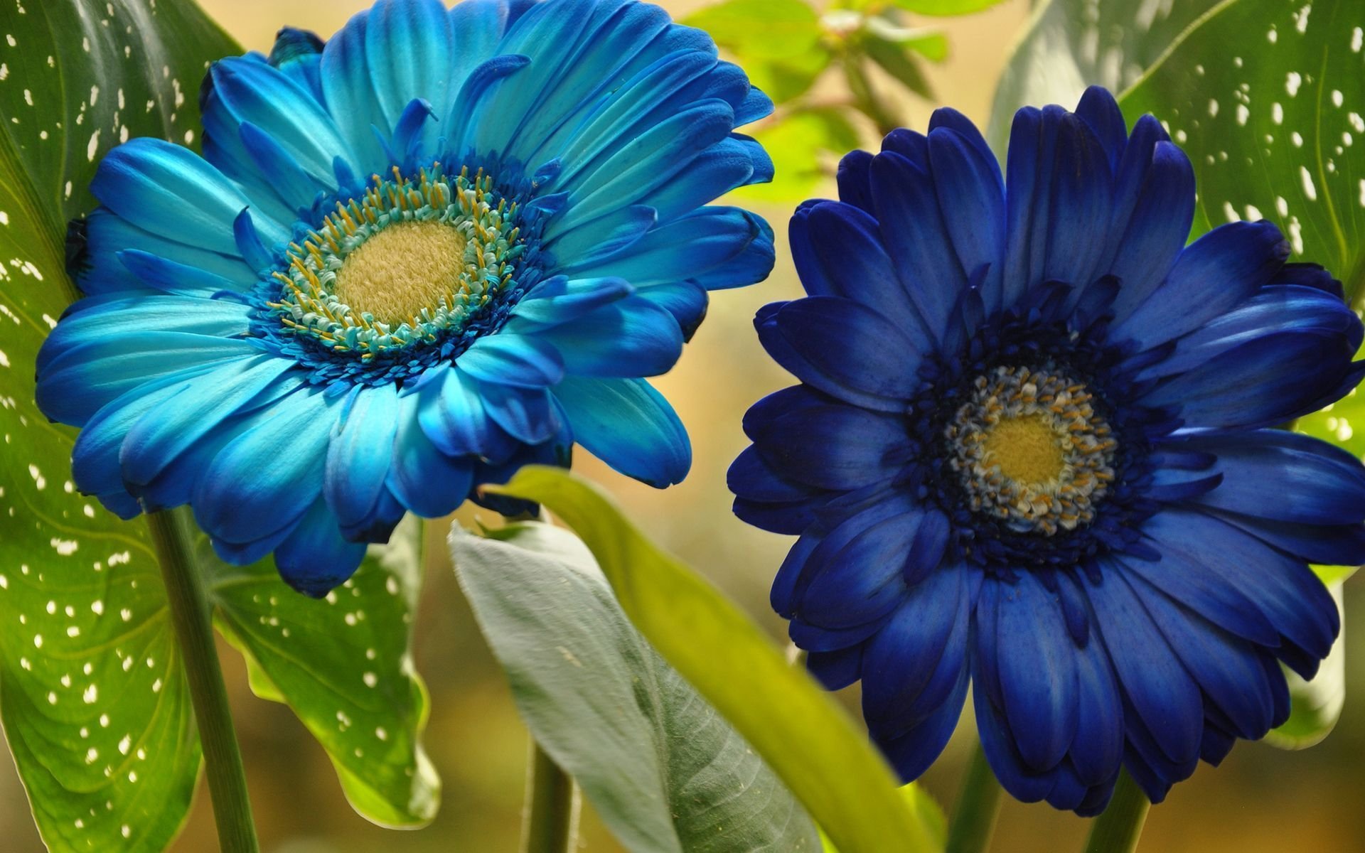 Download Blue Flower Flower Nature Gerbera HD Wallpaper | 1920x1200 ...
