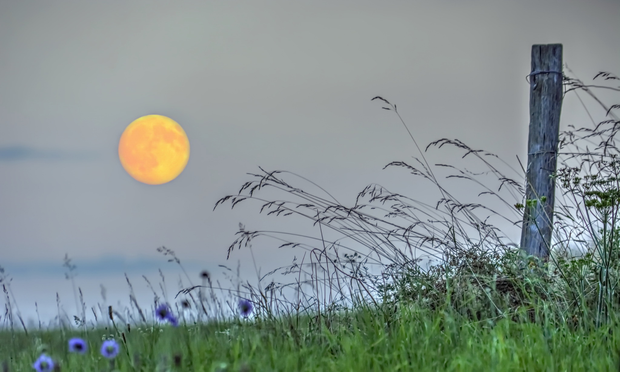 Serene Moonlit Sky Over Lush Grass – HD Nature Wallpaper