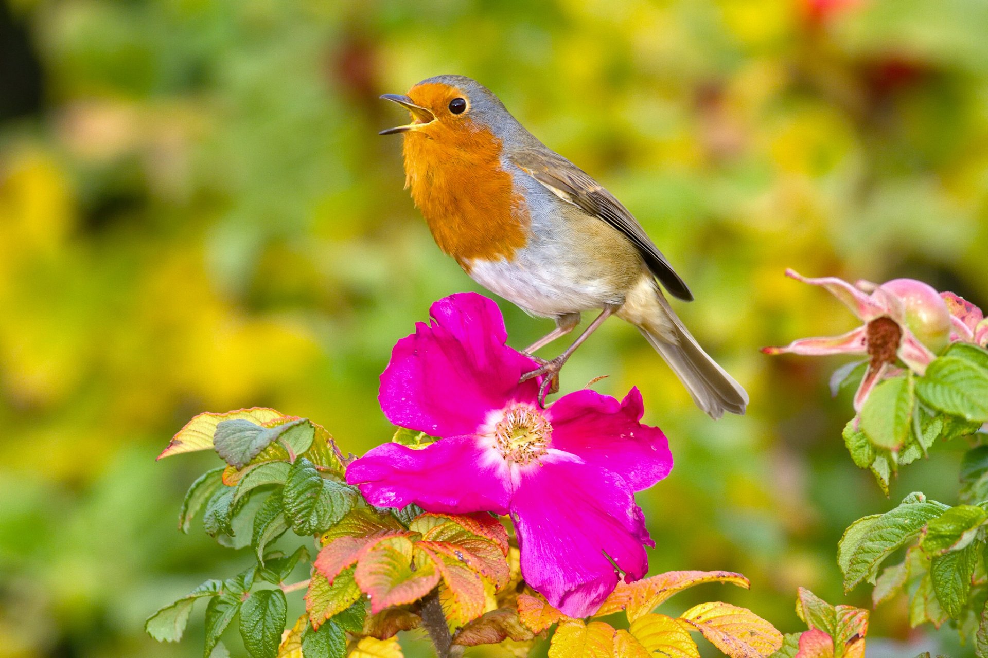Download Purple Flower Flower Bird Animal Robin HD Wallpaper