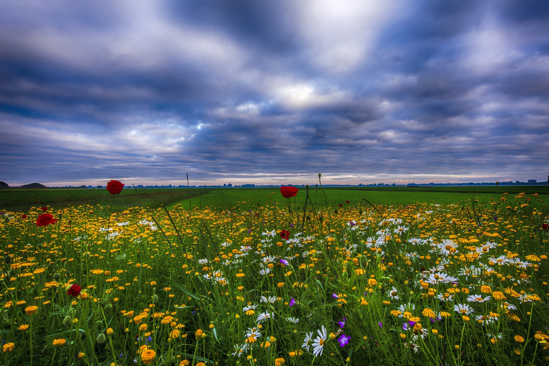 Vibrant Meadow: A 4K Ultra HD Floral Landscape