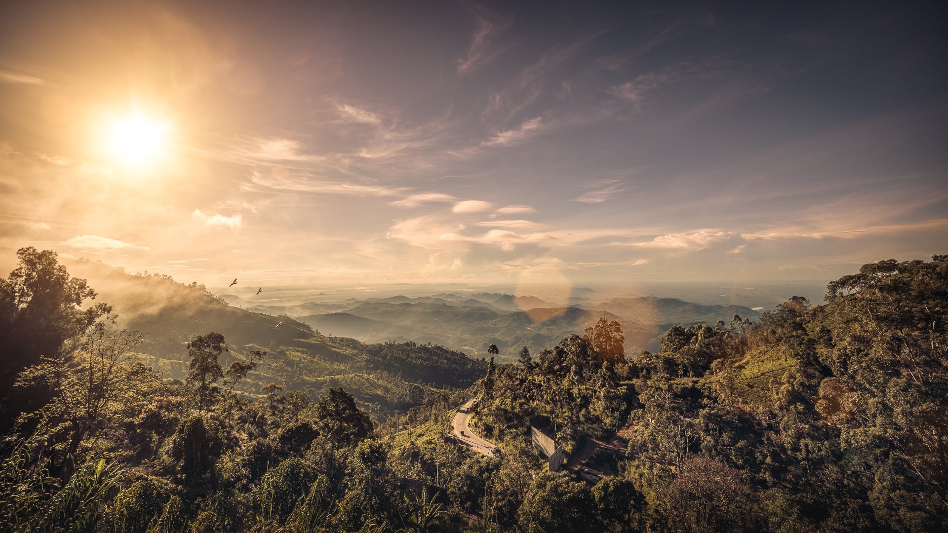 Sunlit Forest Horizon: Stunning HD Landscape Photography