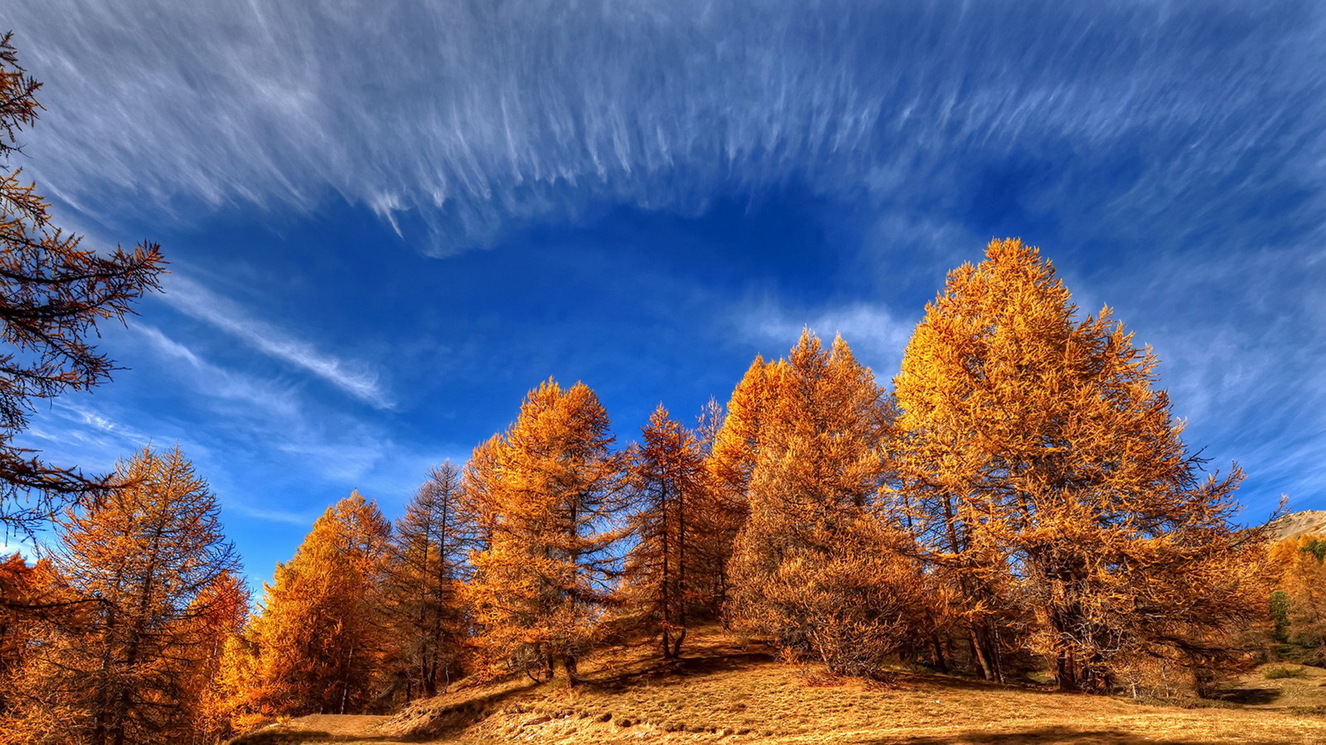 Download Cloud Sky Tree Nature Fall HD Wallpaper