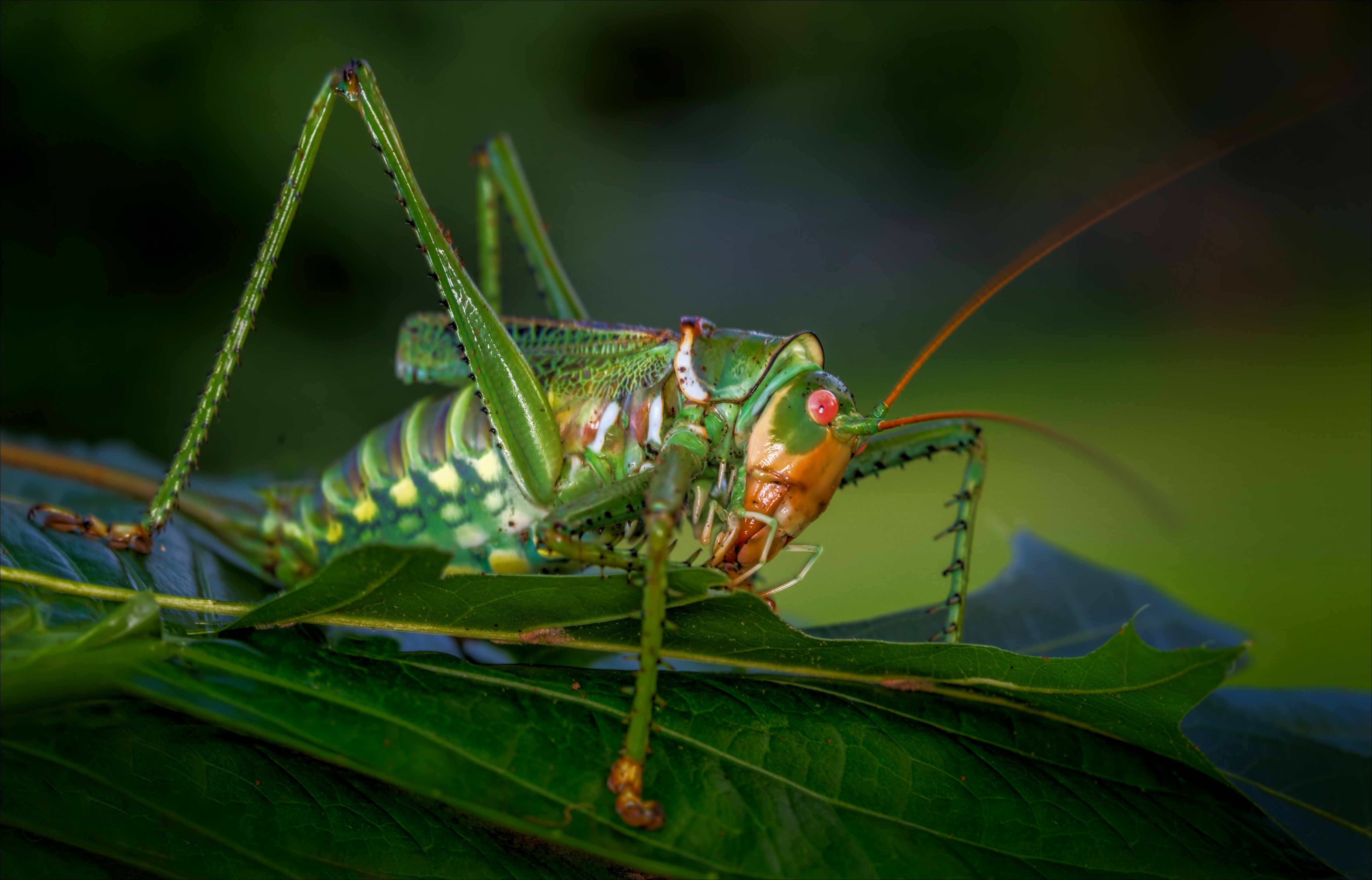 Download Macro Leaf Green Insect Animal Grasshopper 4k Ultra HD Wallpaper