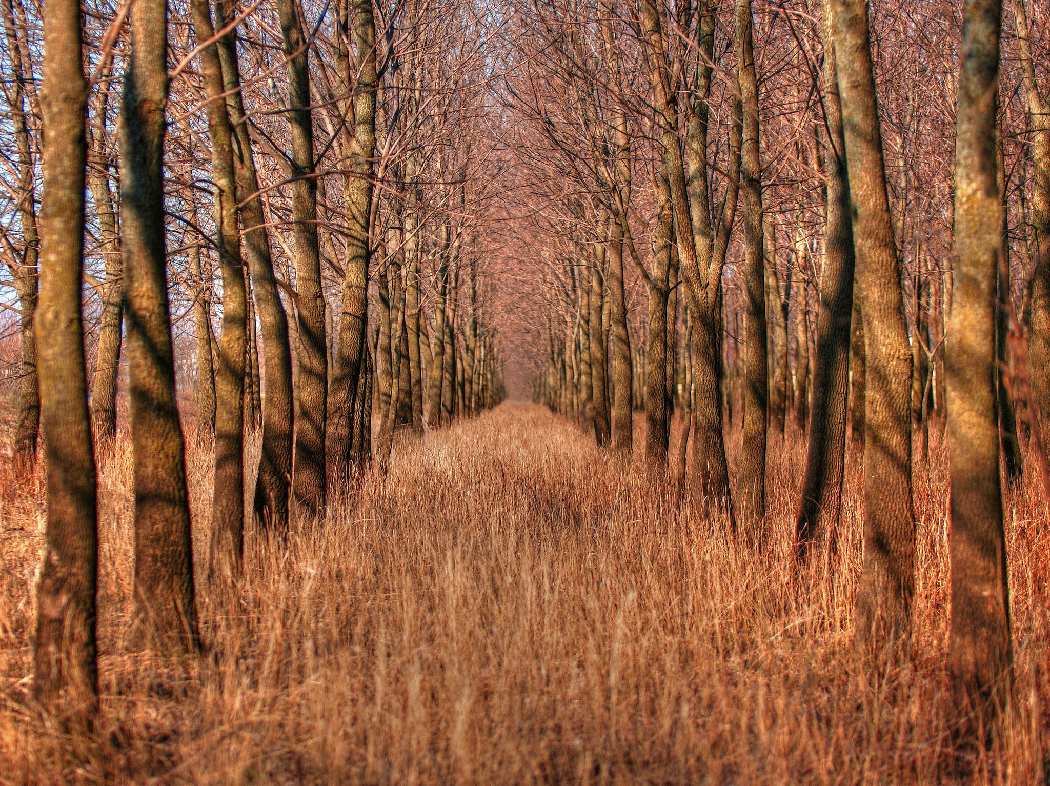 Tree Lined Path Wallpaper