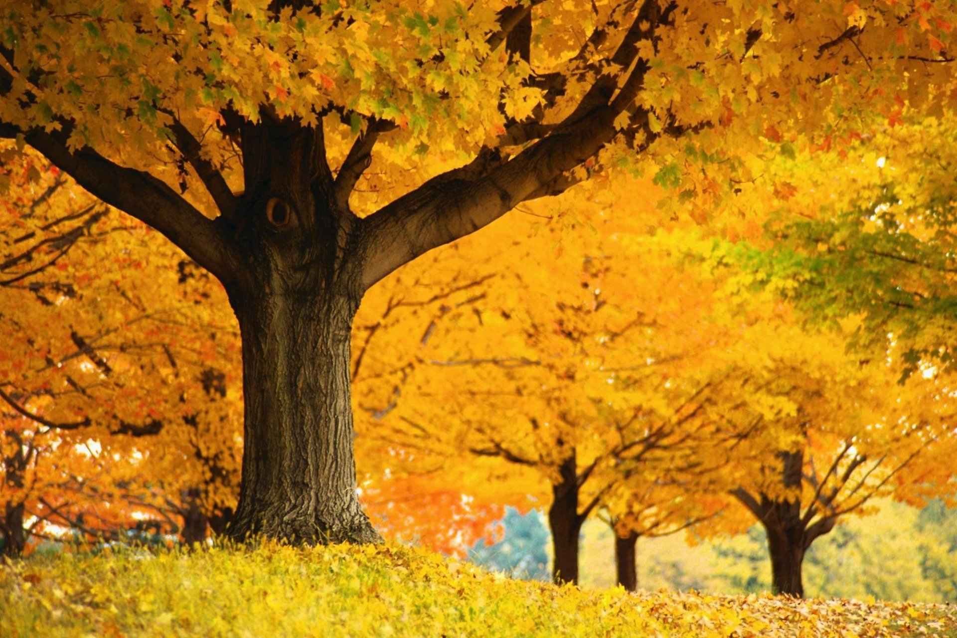 Golden Autumn Trees Hd Wallpaper Hd Wallpapers