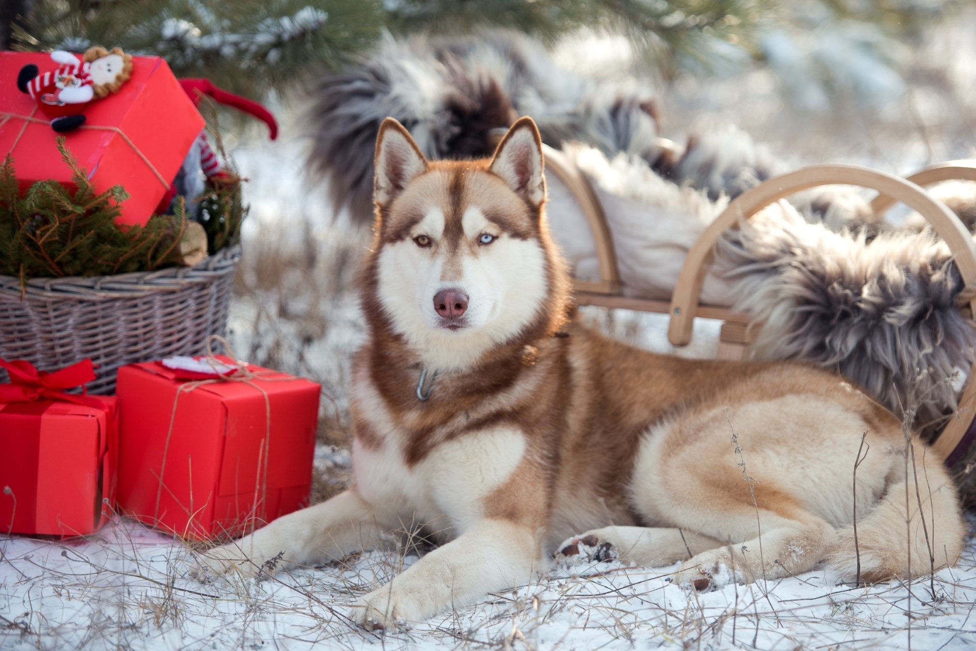 Majestic Husky in Winter Wonderland – HD Animal Wallpaper | 2200x1469 ...