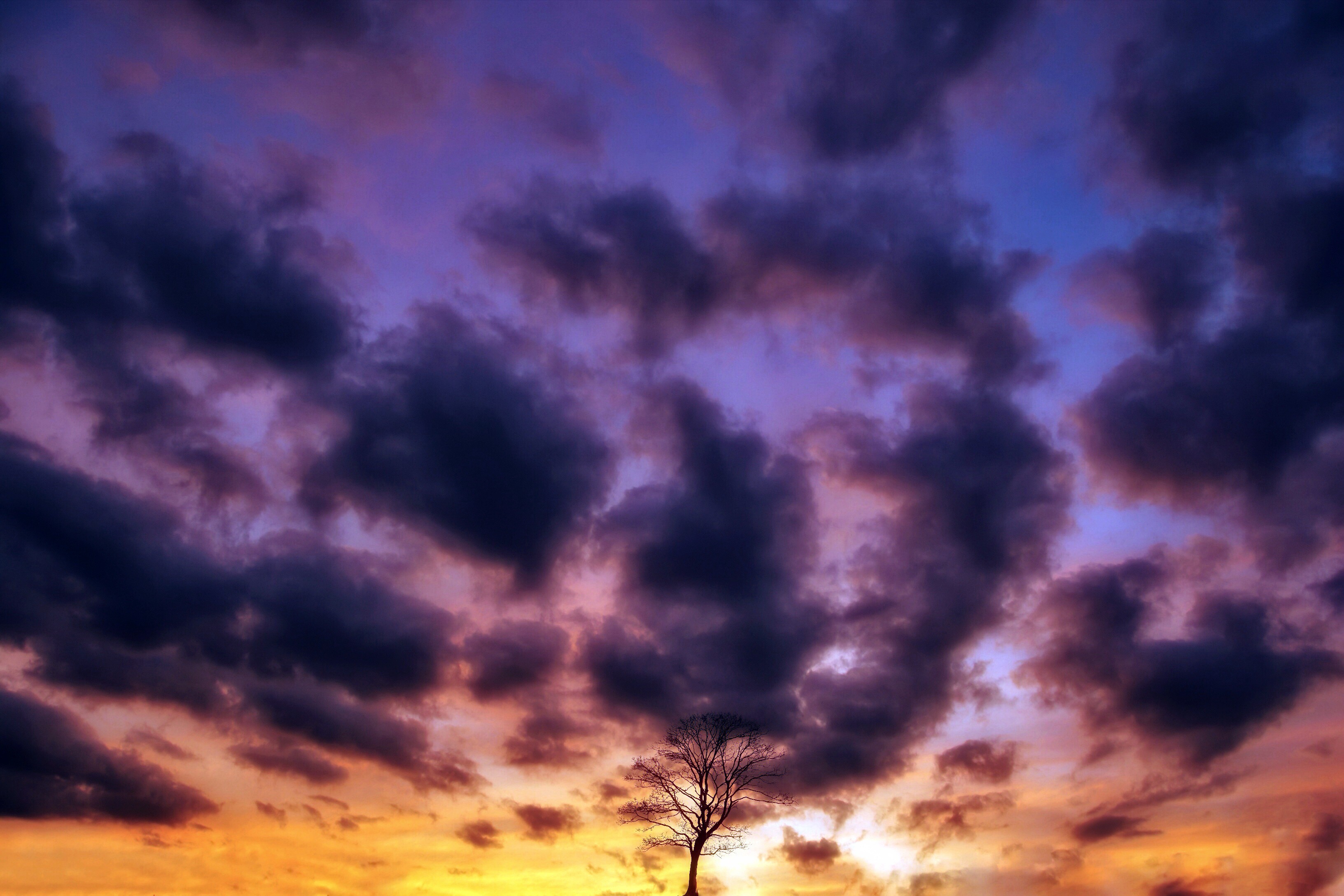 Download Lonely Tree Purple Sunset Tree Cloud Nature Sky HD Wallpaper