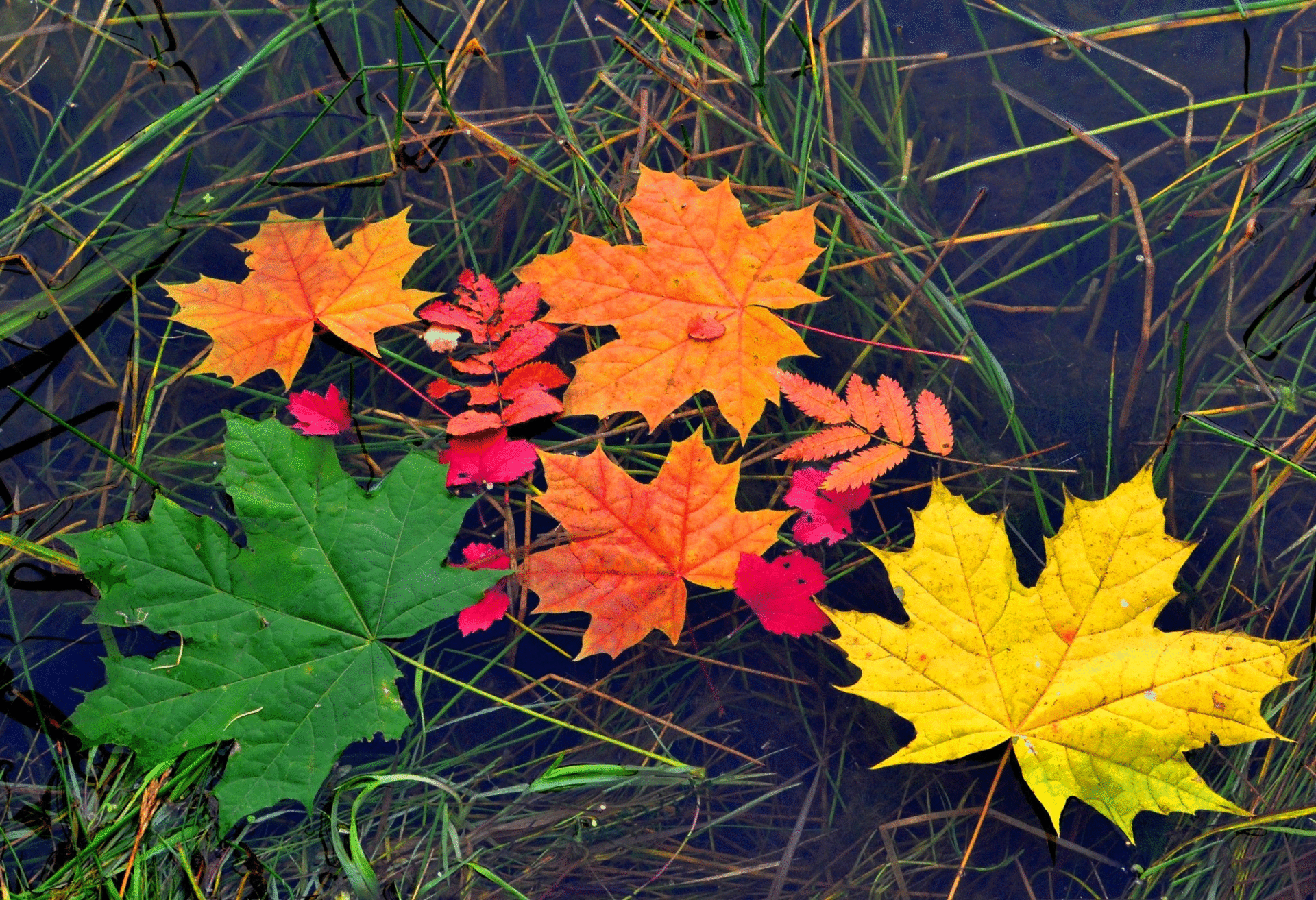 Autumn Color Dance: Leaves on Water — HD Nature Wallpaper