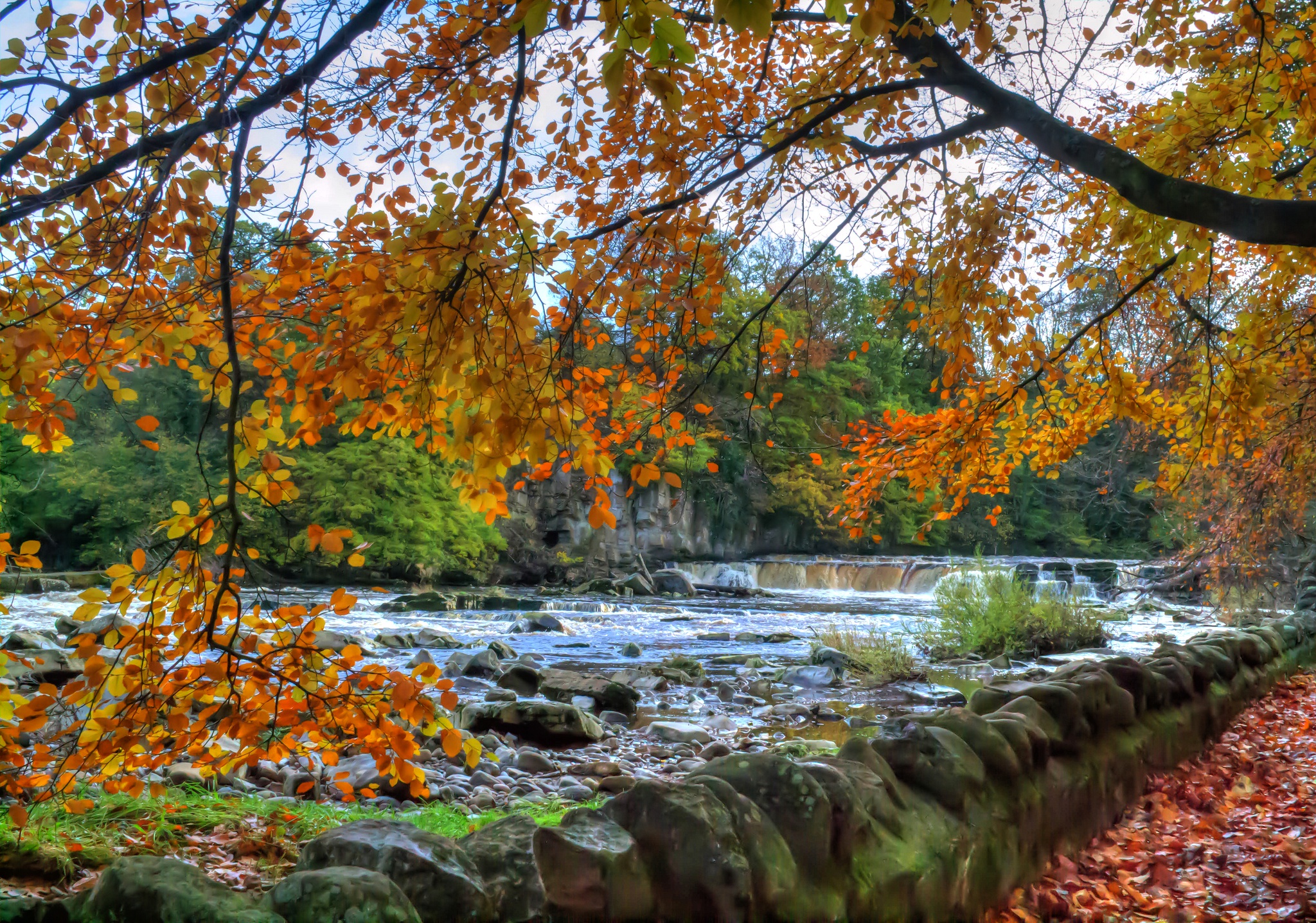 Download Branch Fall Nature River HD Wallpaper