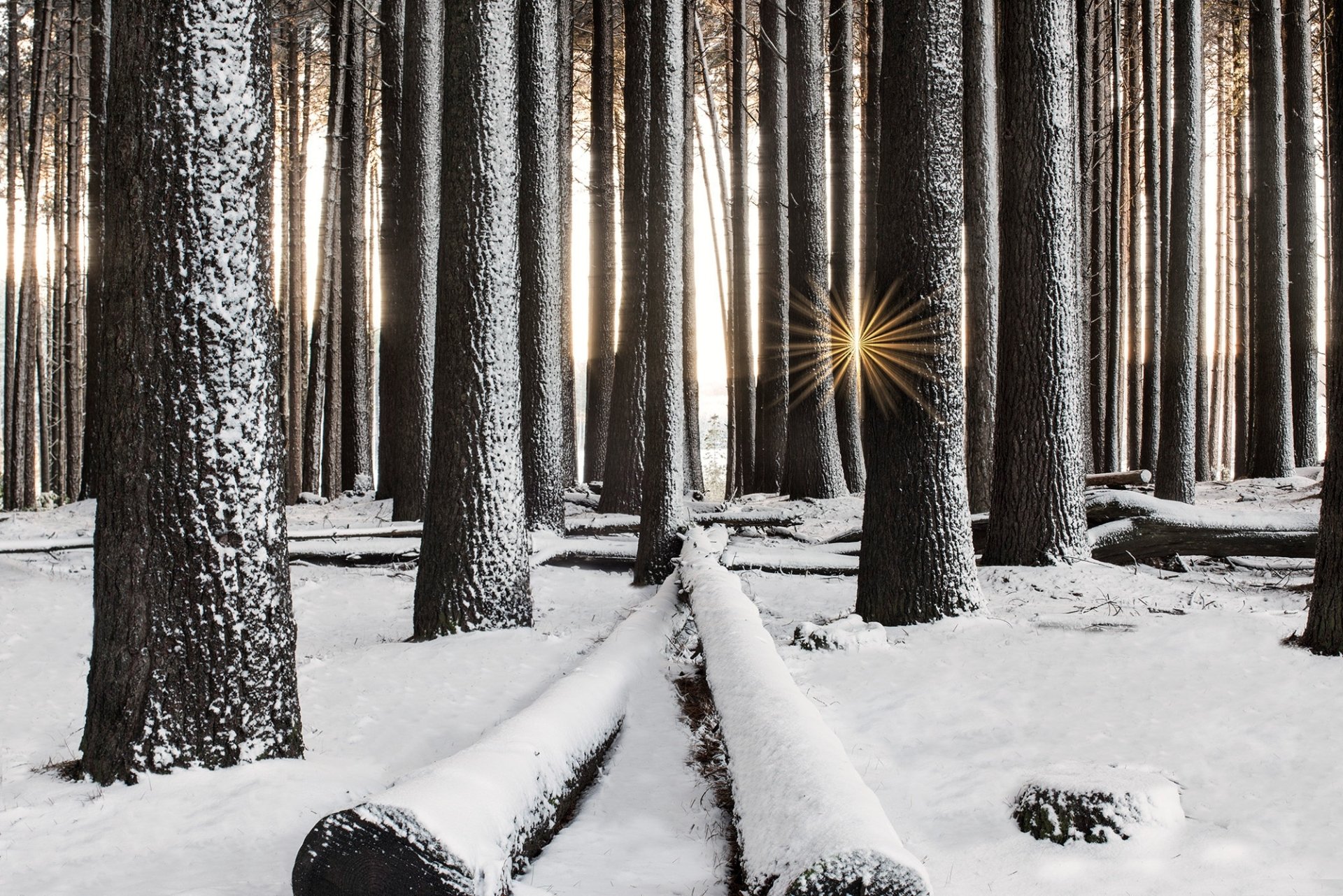 Winter Woods: A Stunning HD Wallpaper of Snowy Forest Serenity