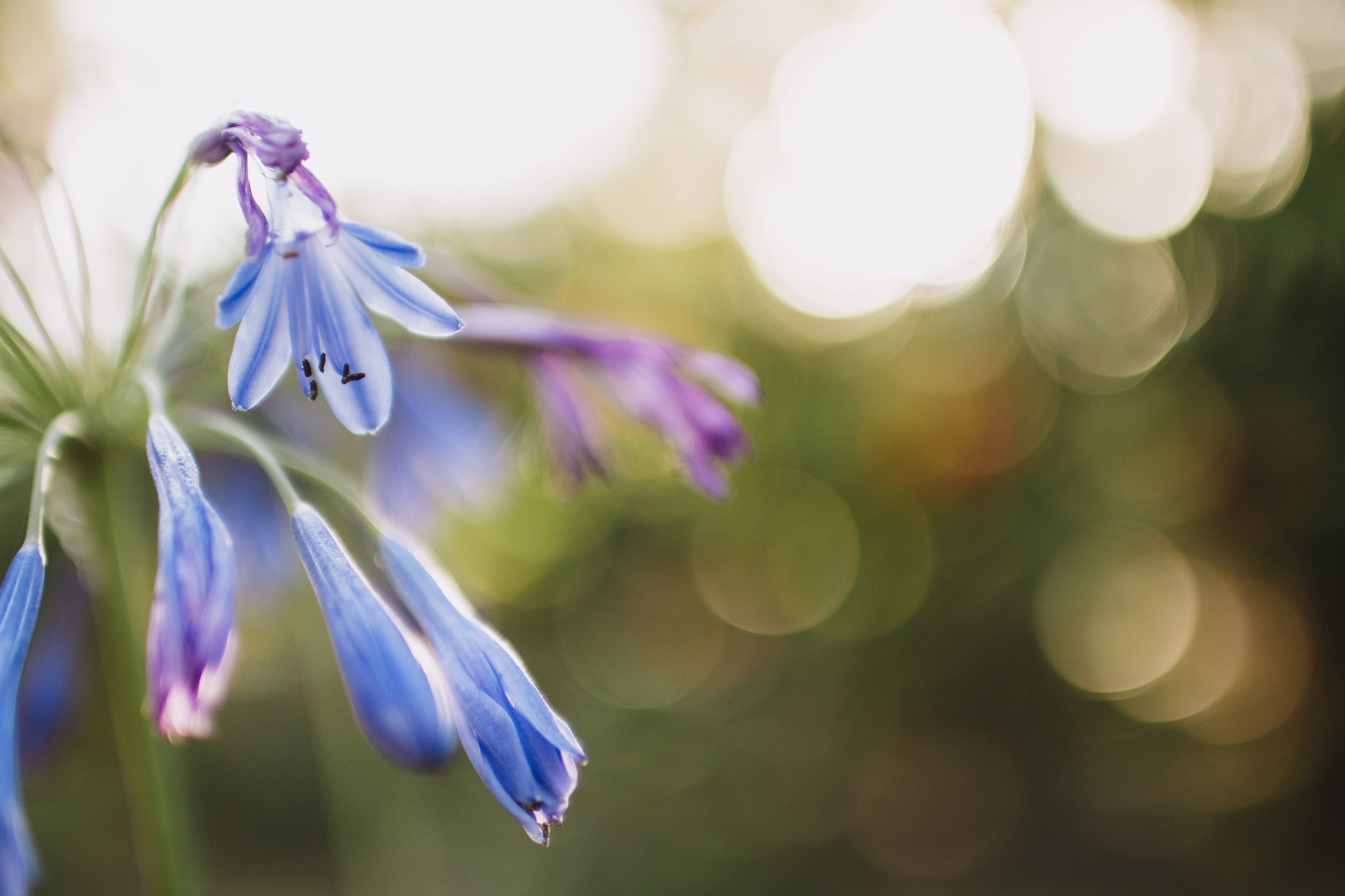 Download Blue Flower Bokeh Nature Flower HD Wallpaper