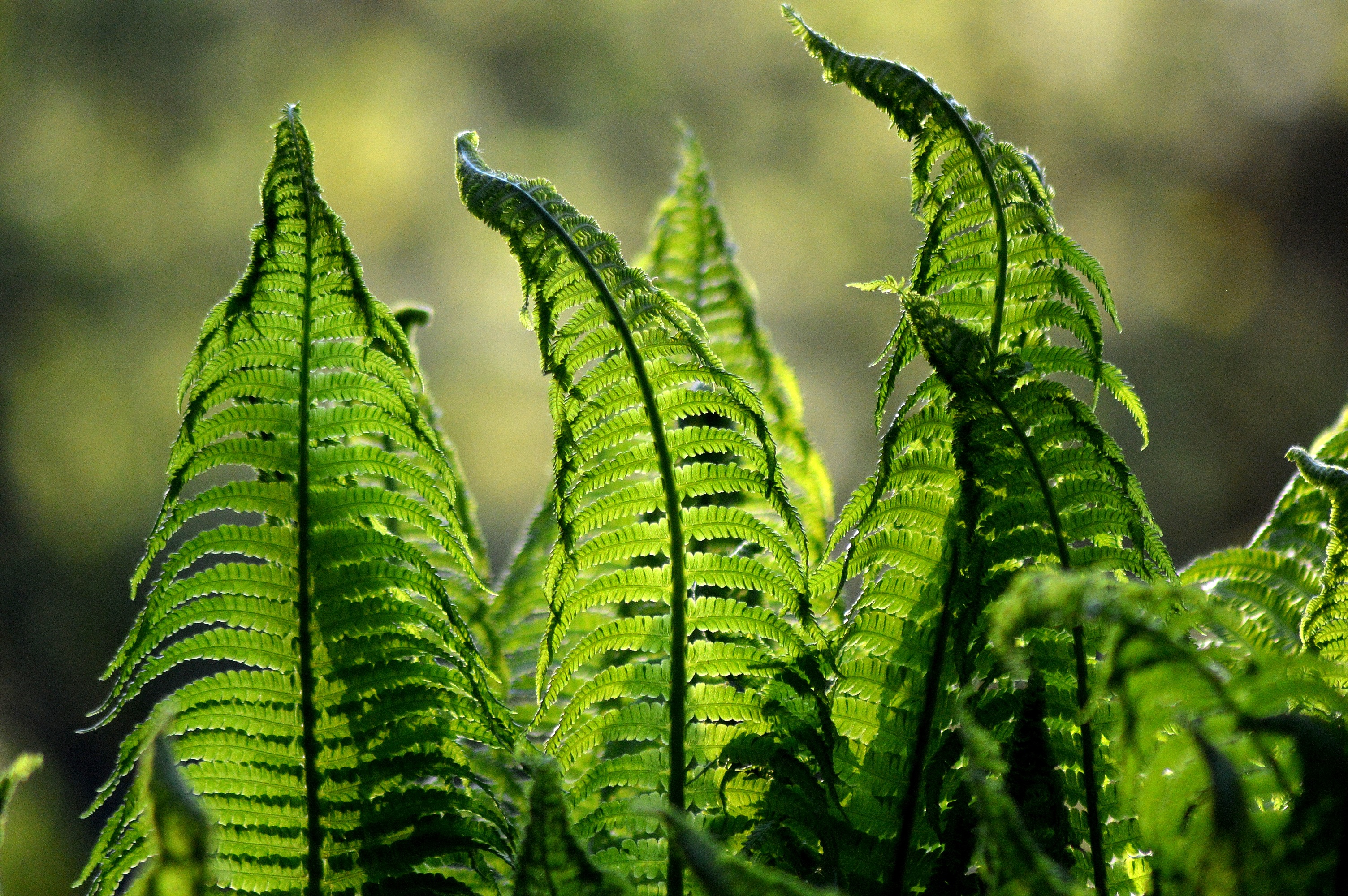Download Sunny Nature Green Fern HD Wallpaper