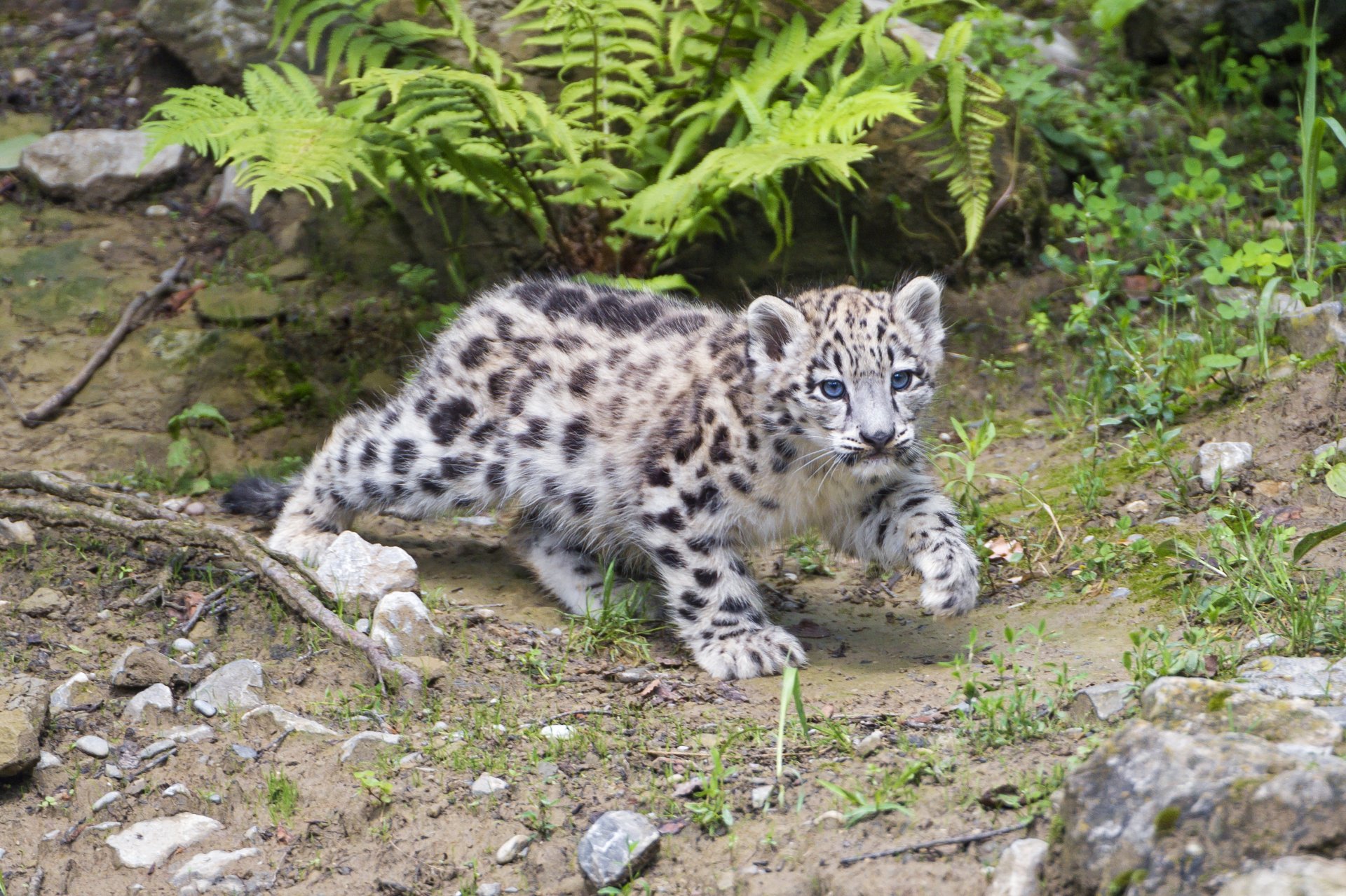 Snow Leopard Cub in the Wild – Stunning HD Baby Animal Wallpaper ...
