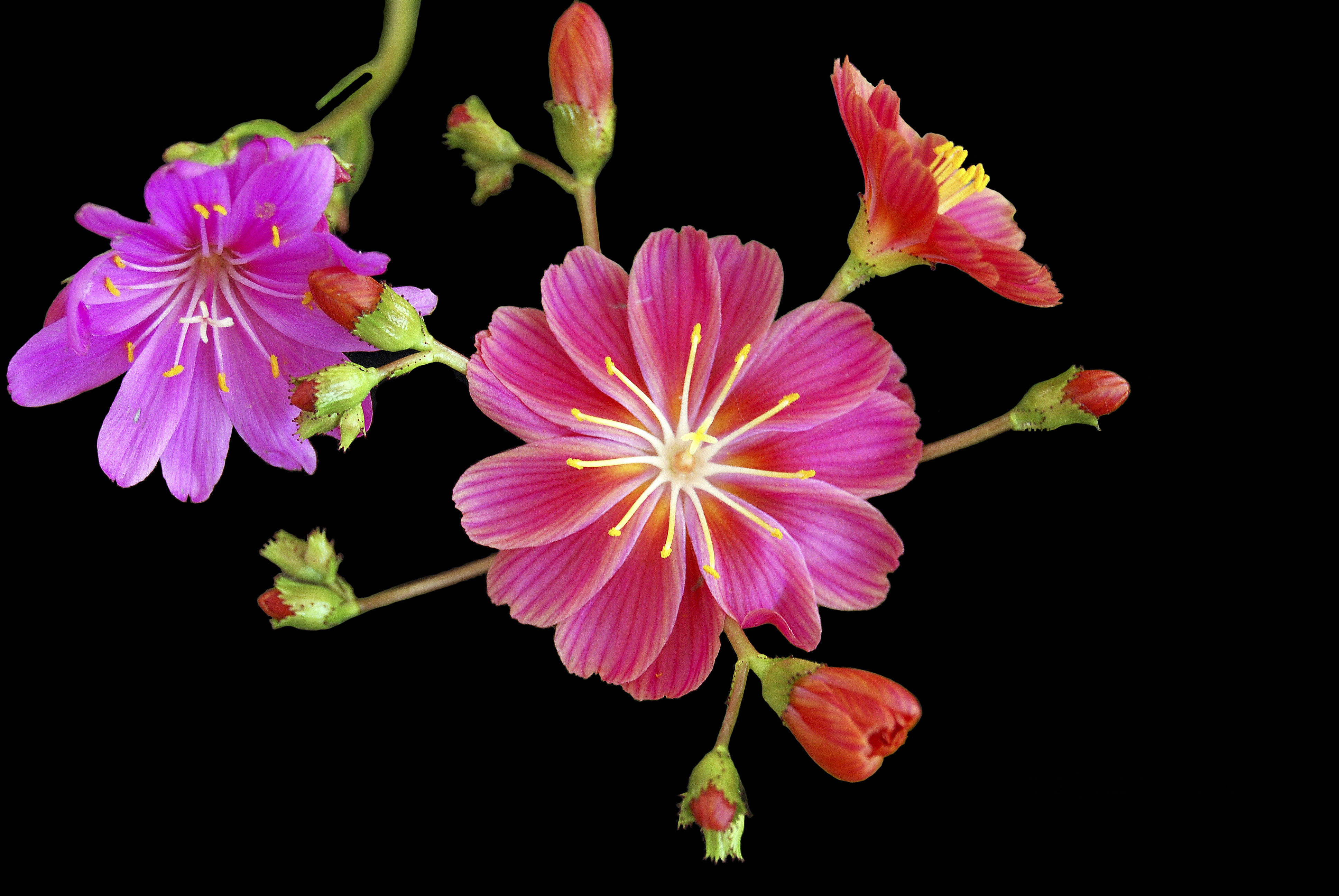 Download Purple Flower Pink Flower Nature Flower 4k Ultra HD Wallpaper
