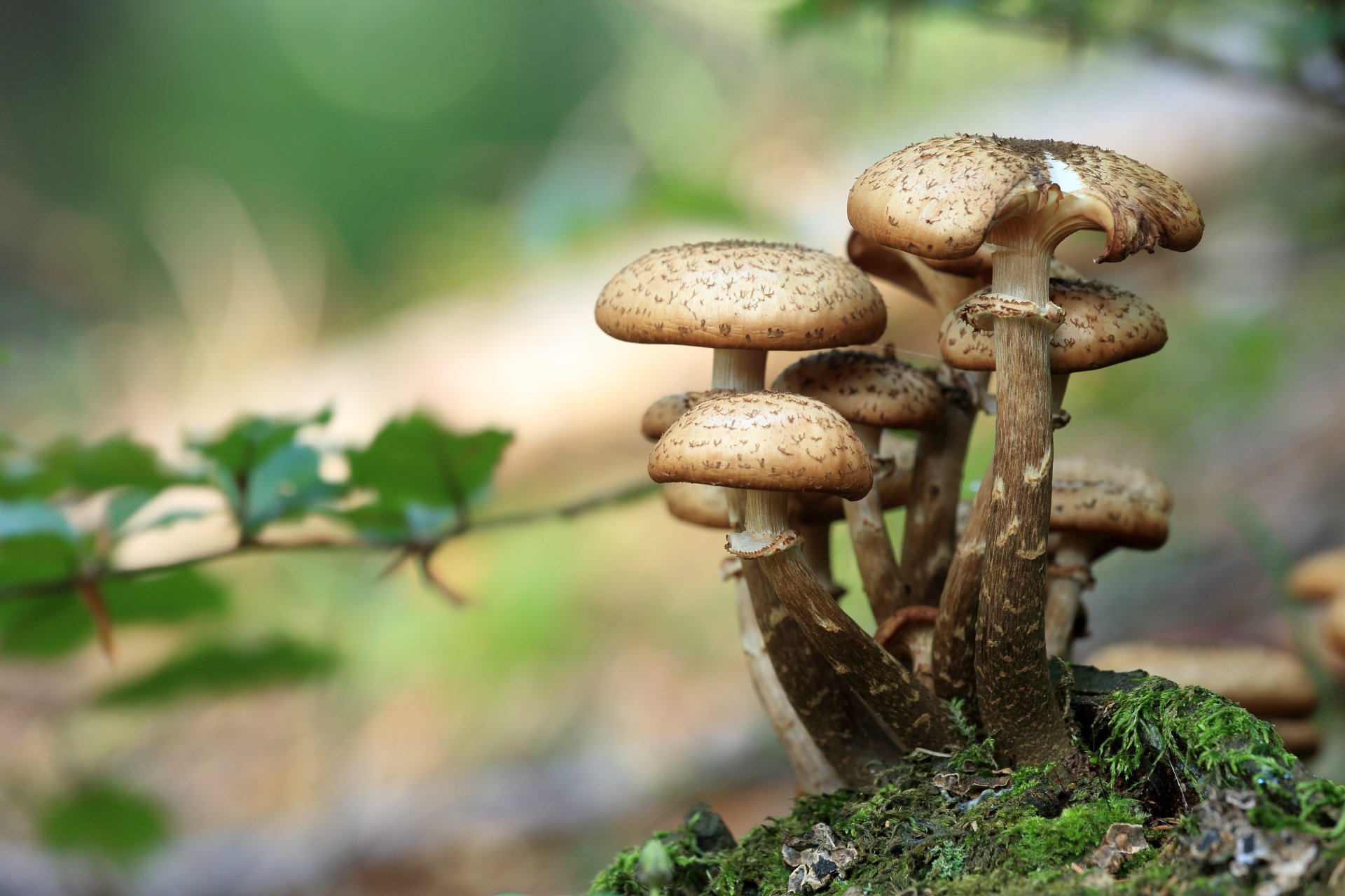 Enchanting Fall Mushrooms in 4K Ultra HD Nature Close-Up with Bokeh ...