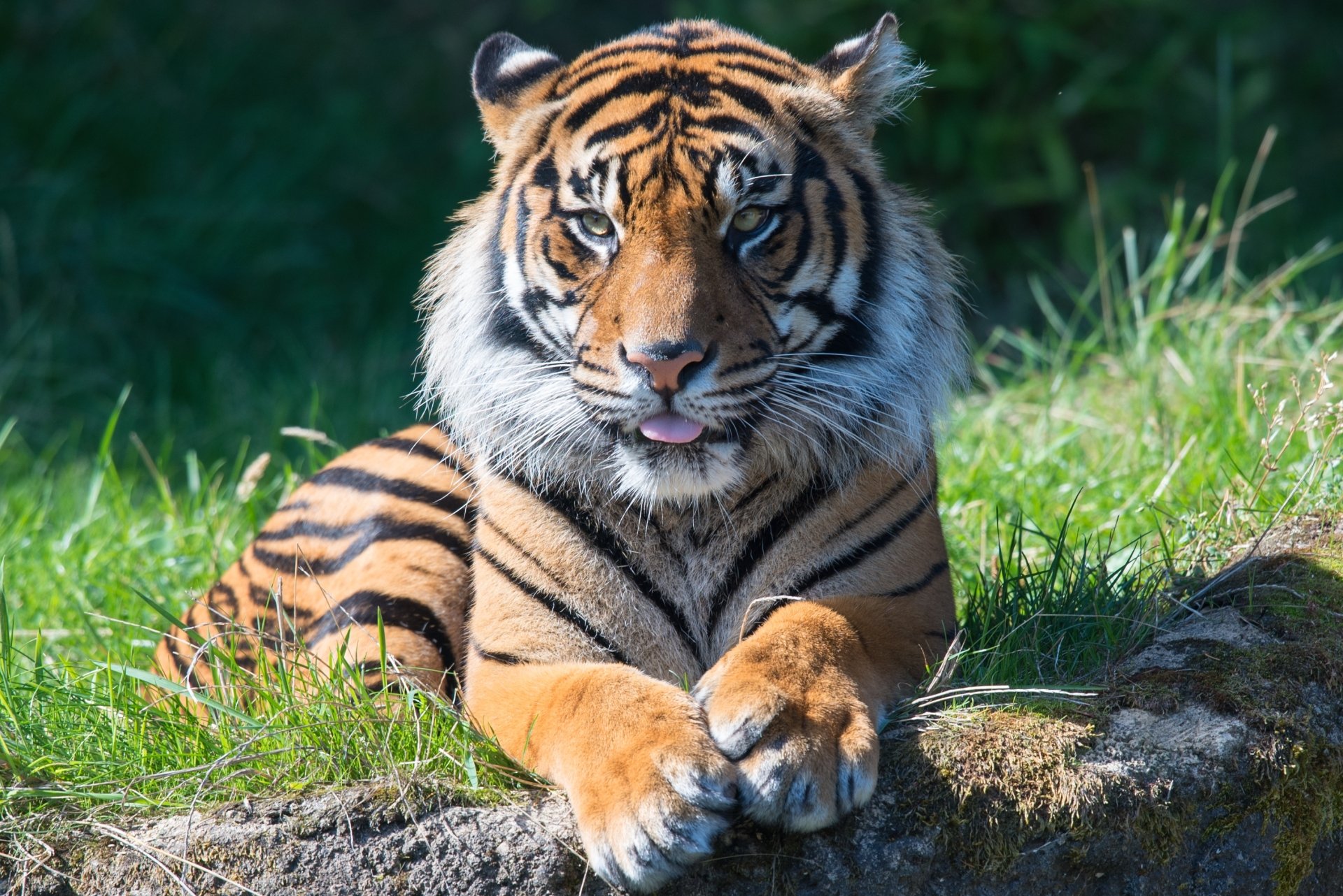 Download Muzzle Animal Tiger HD Wallpaper