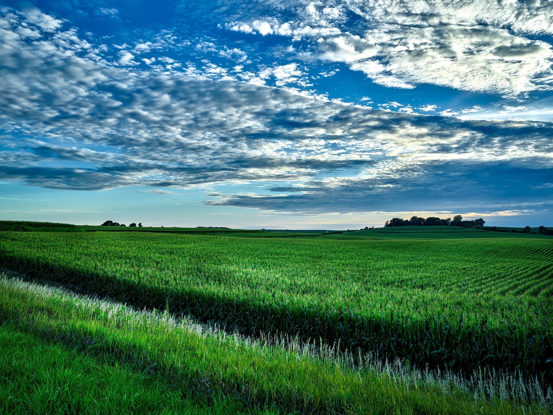 Iowa Cornfield Horizon: Stunning Green Landscape of the USA