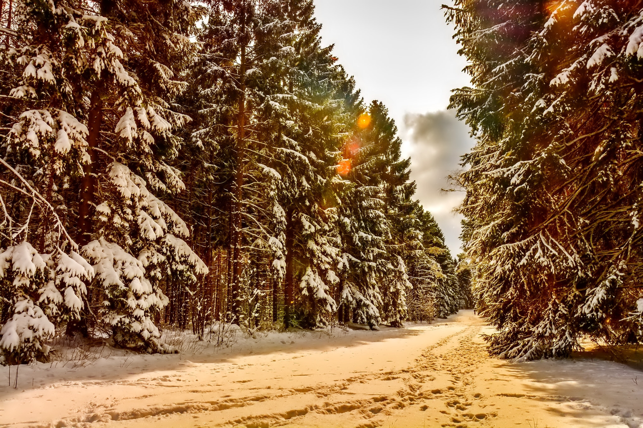 Download Tree Snow Road Nature Winter HD Wallpaper