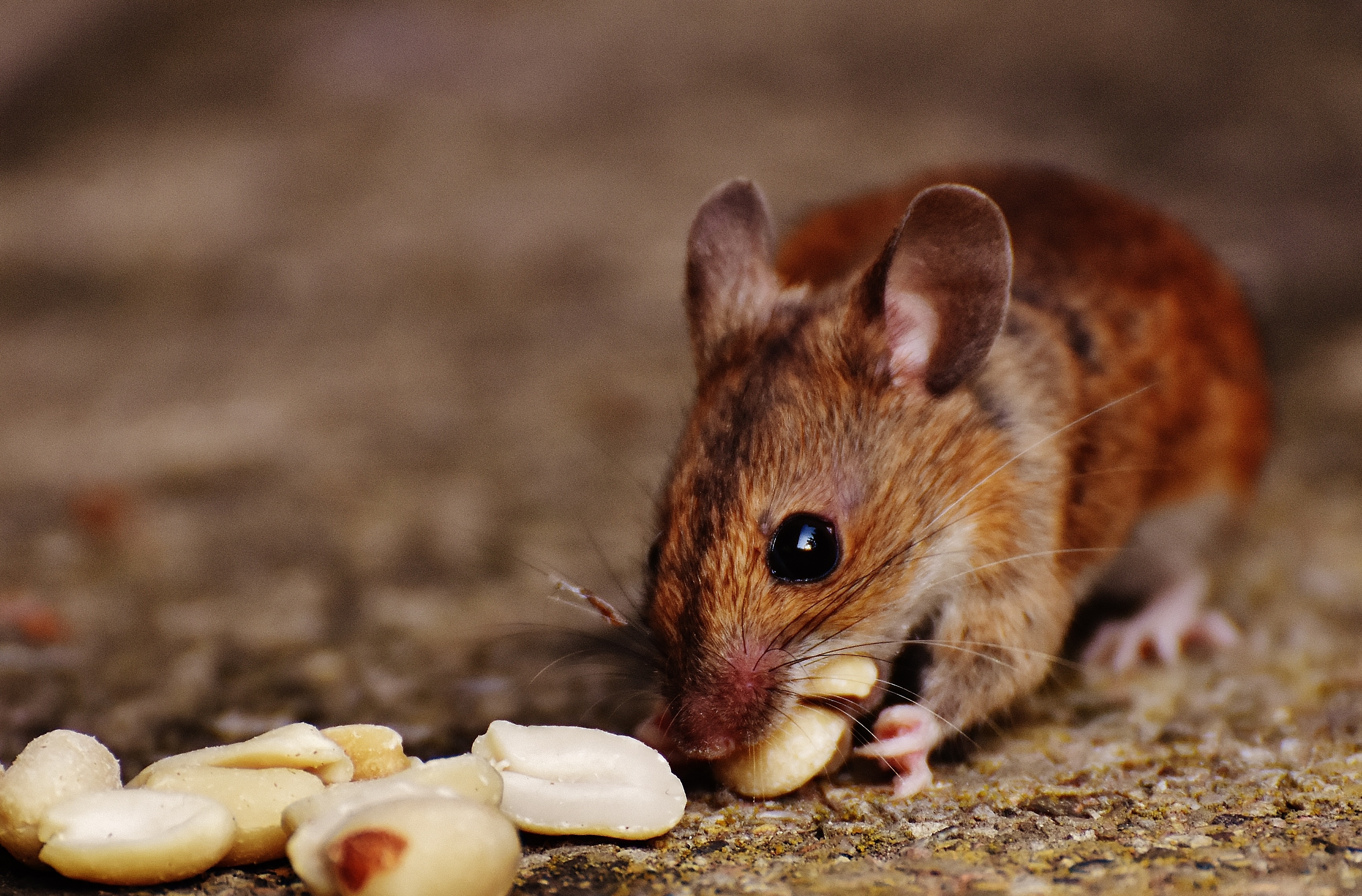 Download Rodent Animal Mouse HD Wallpaper