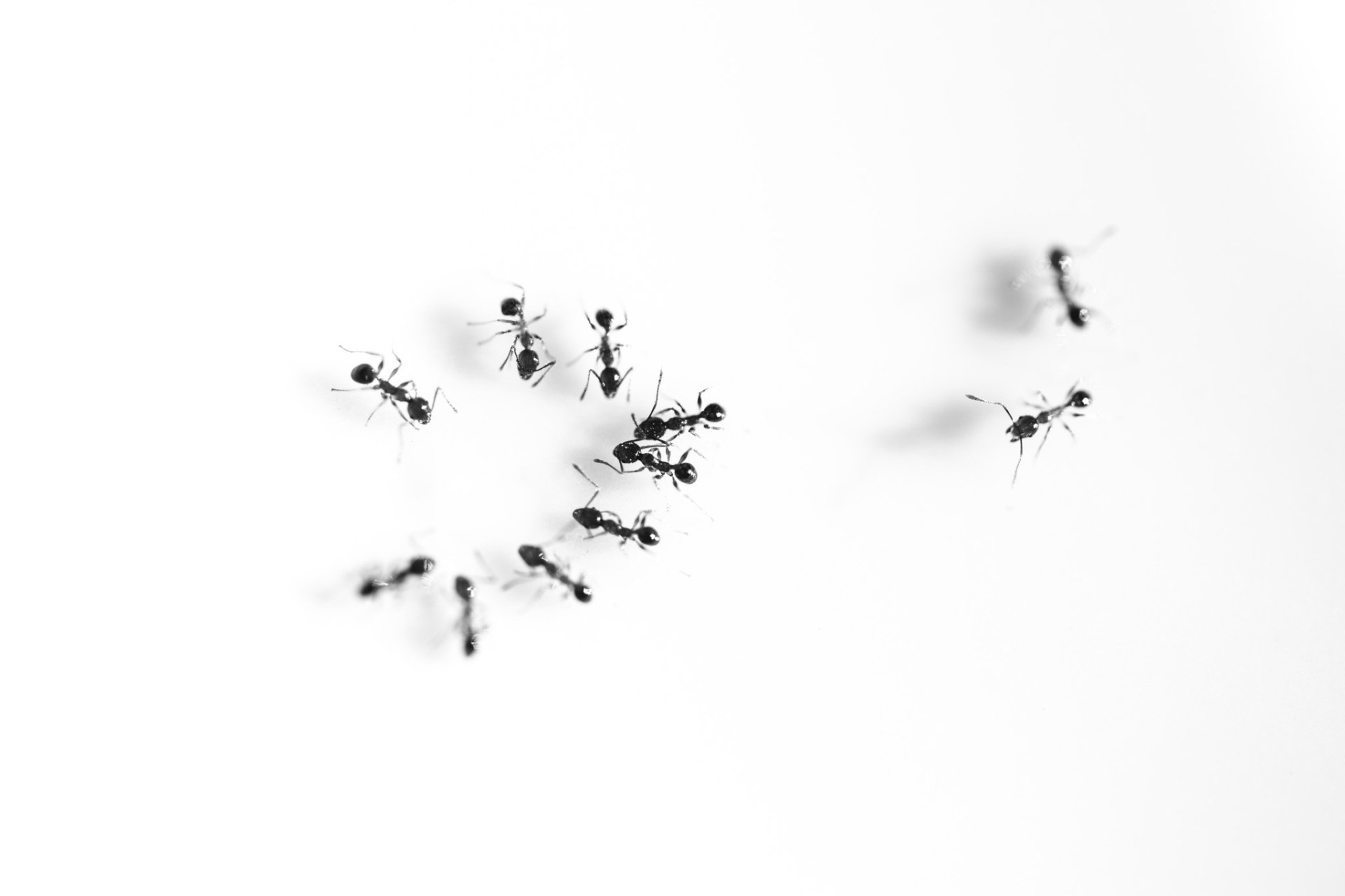 Download Minimalist Animal Ant HD Wallpaper