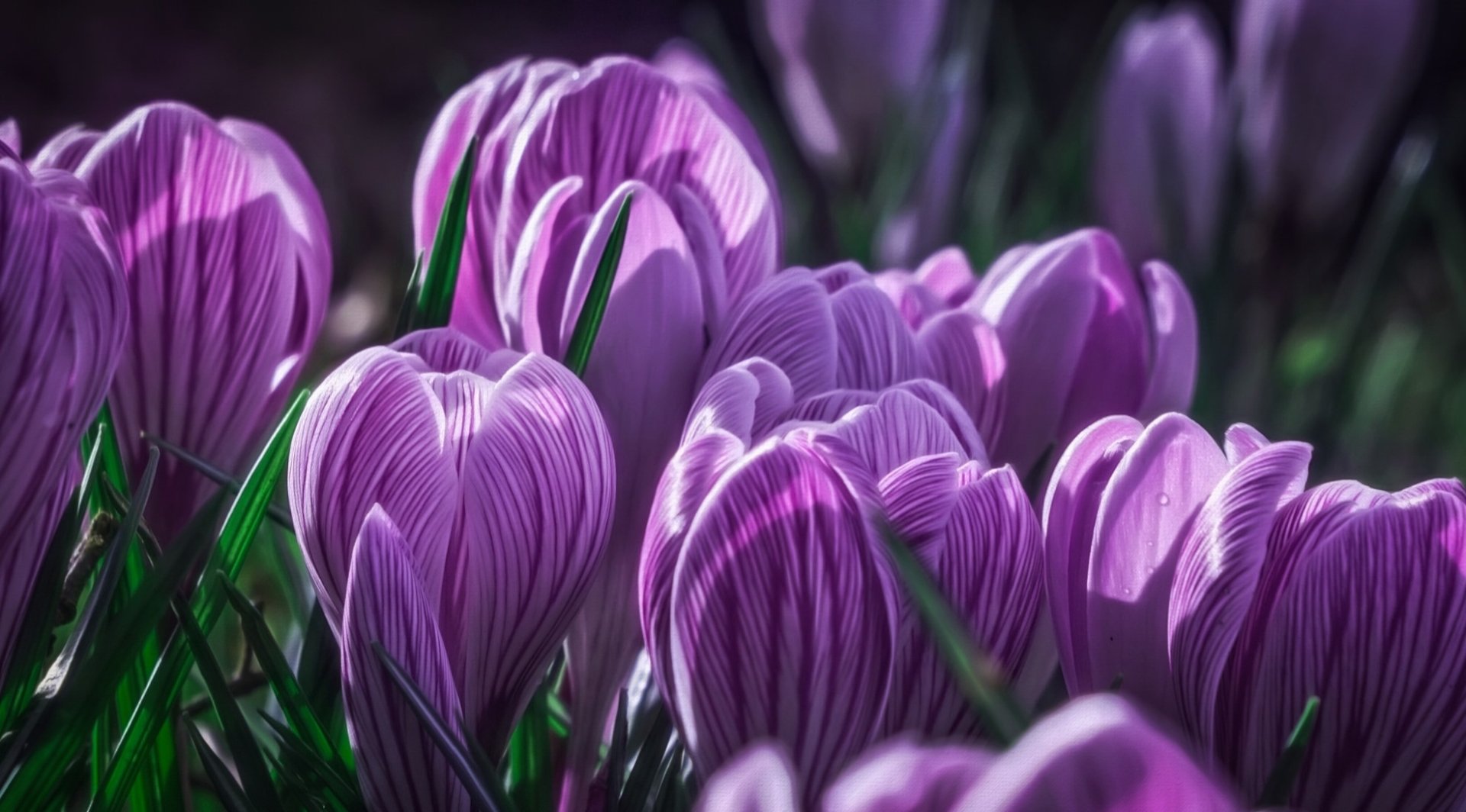 Nature Crocus HD Wallpaper