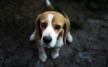Beagle Pfp