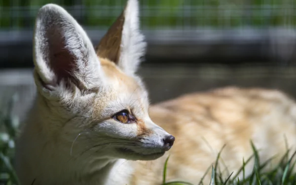 Fennec Fox 4K Ultra HD Wallpaper