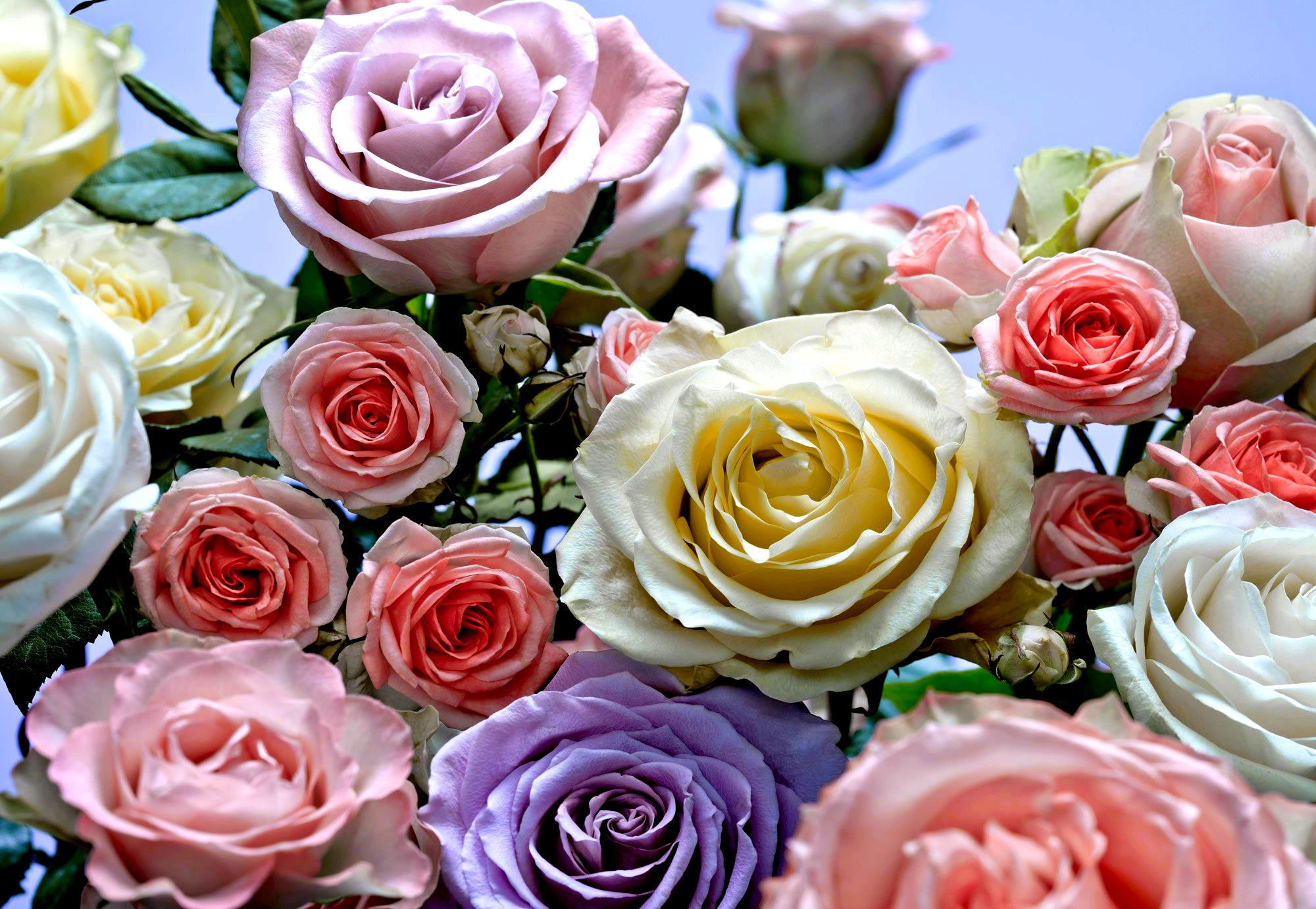 Download Colors Flower Nature Rose HD Wallpaper