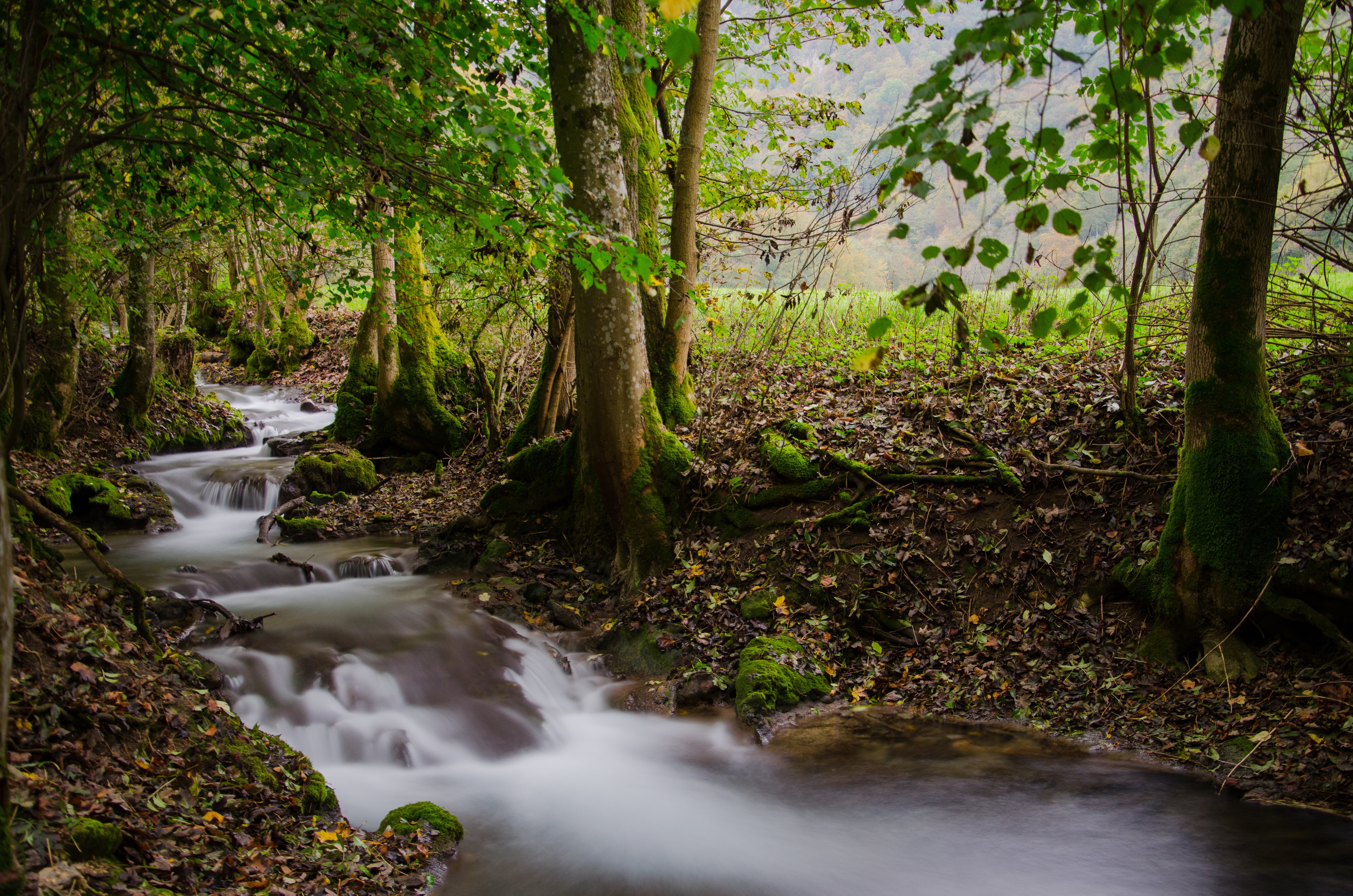 4K Ultra HD Serene Forest Stream in Nature’s Embrace