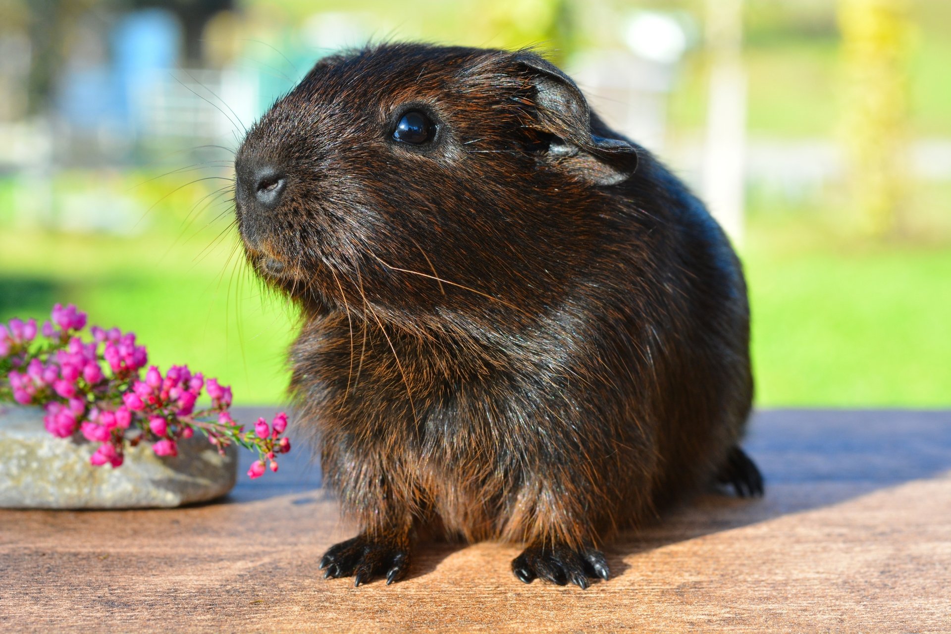 Ultra HD Close-Up of Adorable Guinea Pig Rodent in Nature
