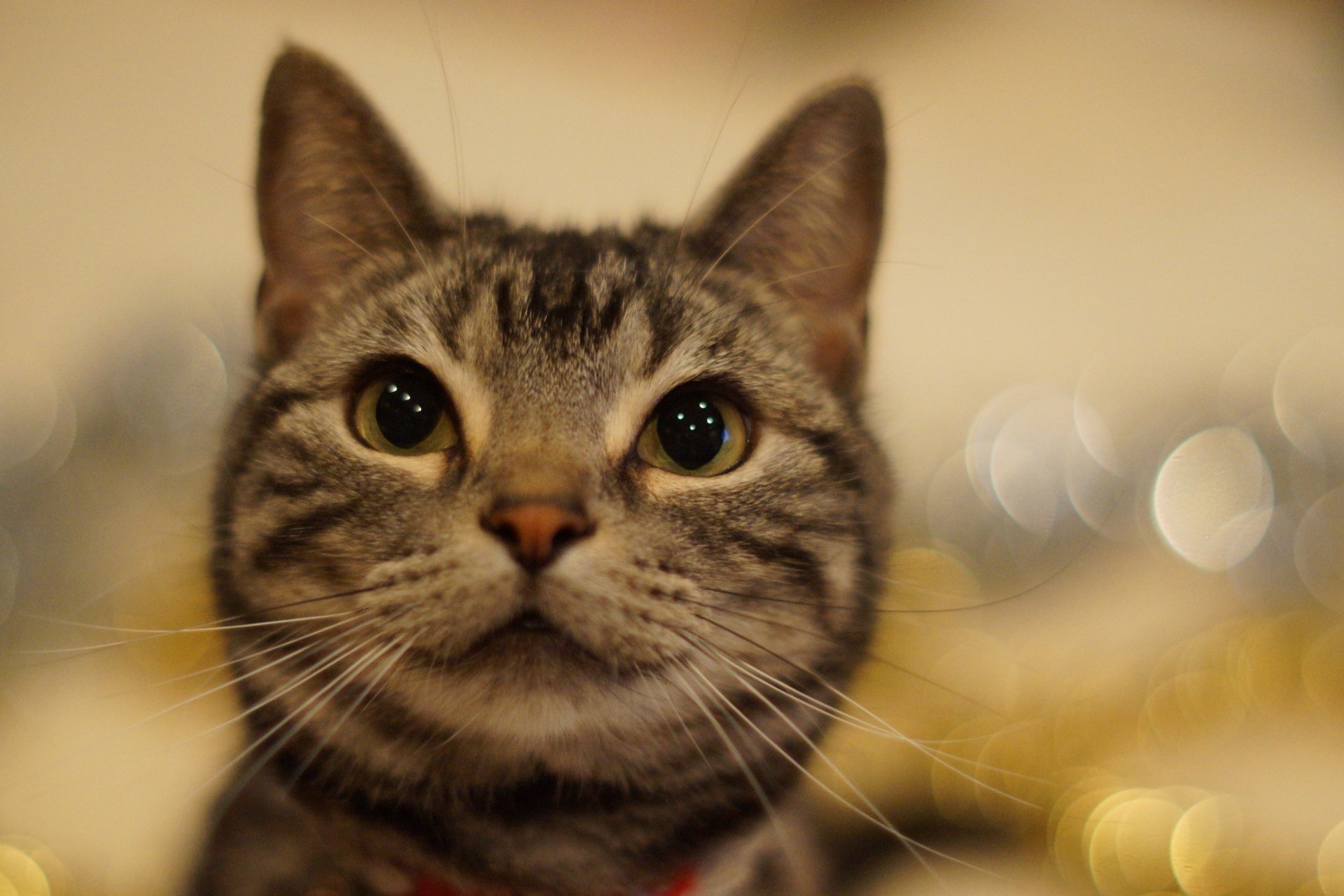 5K Ultra HD Bokeh Cat Close-Up — Majestic Tabby Wallpaper | 6000x4000 ...