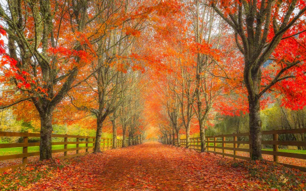 Tree-Lined Anime Road HD Wallpaper by sharpshooter52