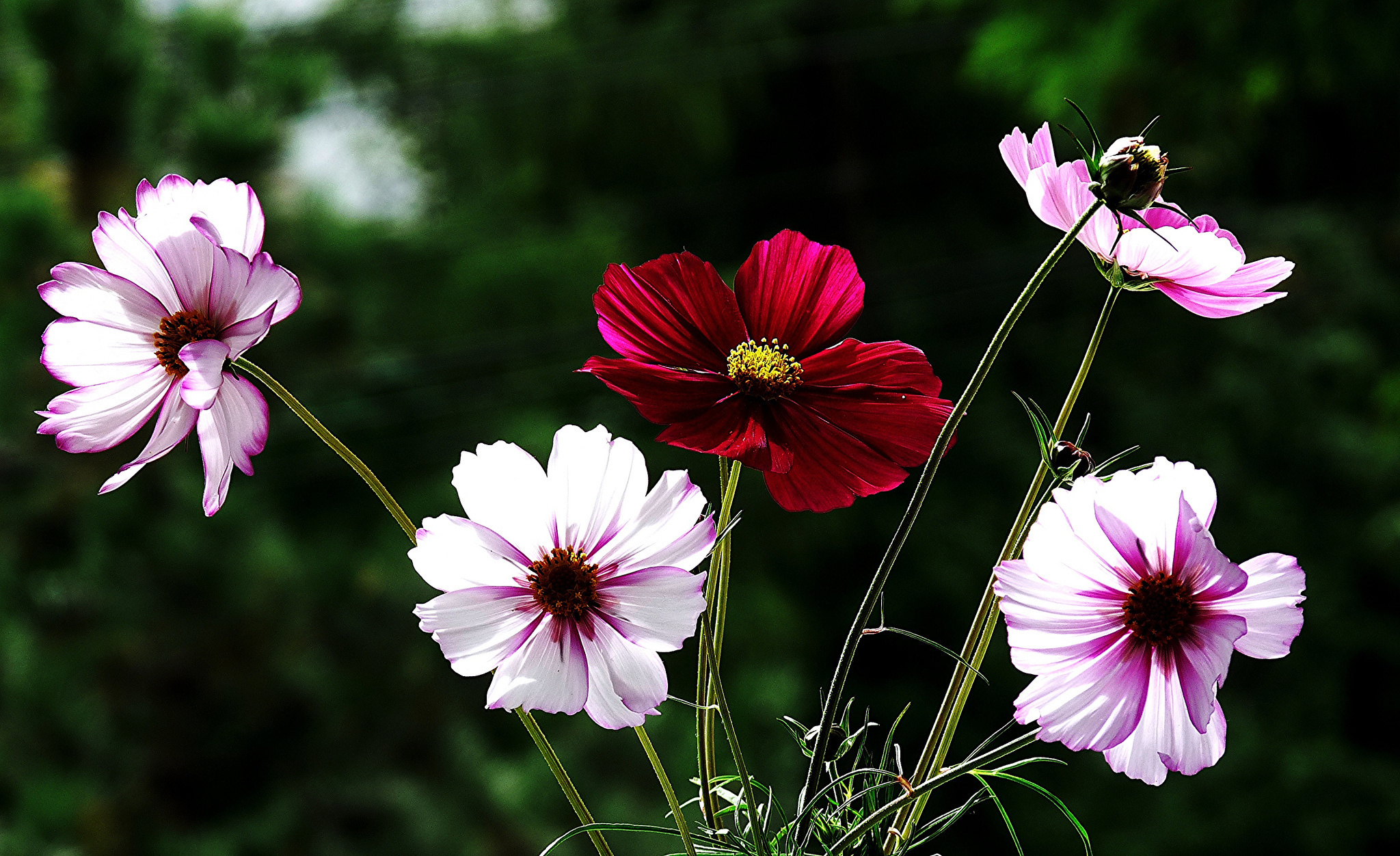 20 Selected cosmos flower desktop wallpaper You Can Save It At No Cost ...