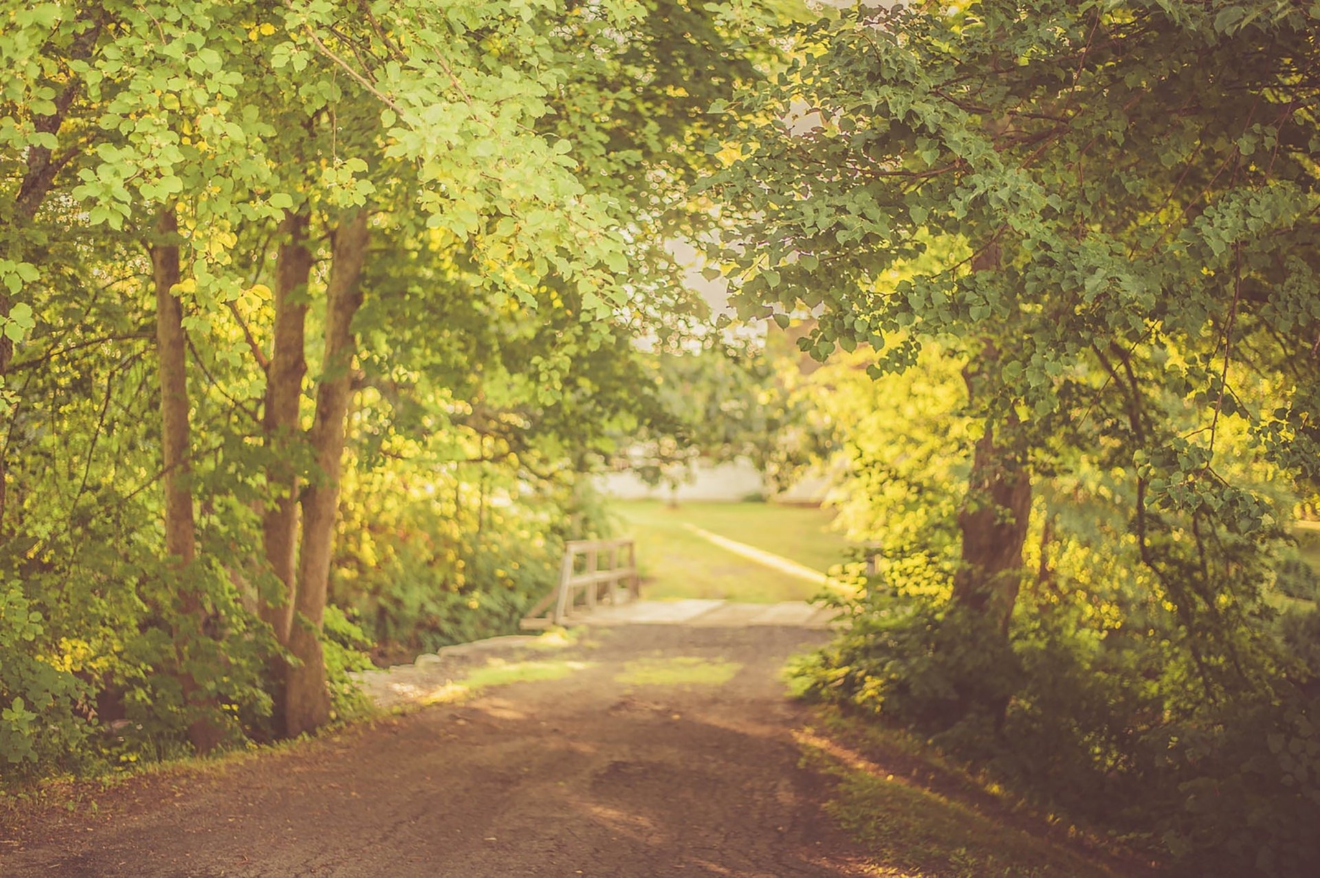 Download Sunny Tree Man Made Path HD Wallpaper