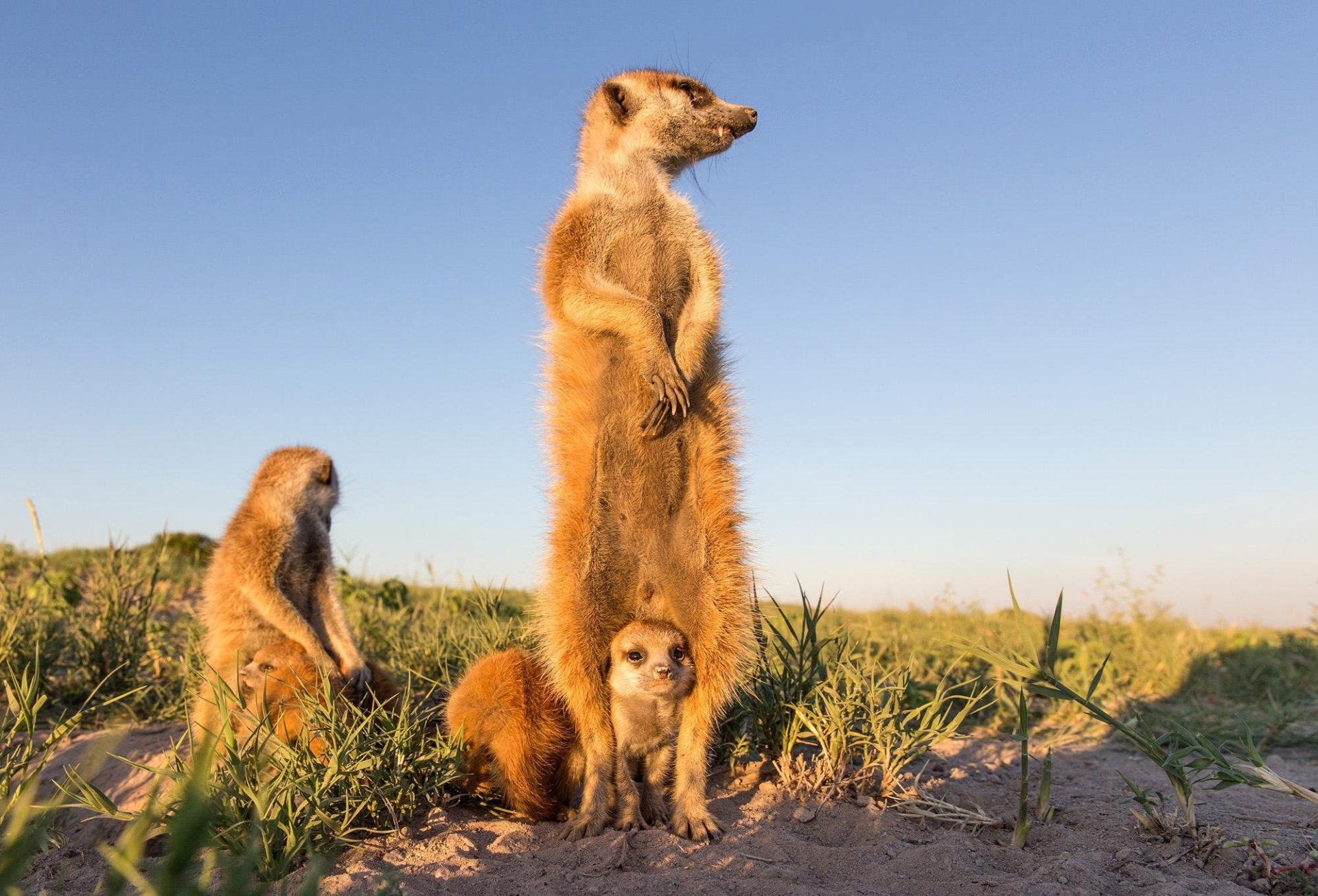 HD Cute Meerkat Moments: Charming Animal Portrait in Nature