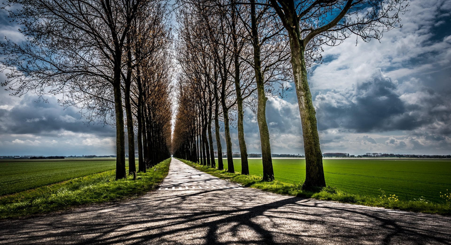Download Horizon Cloud Field Tree-lined Tree Man Made Road HD Wallpaper