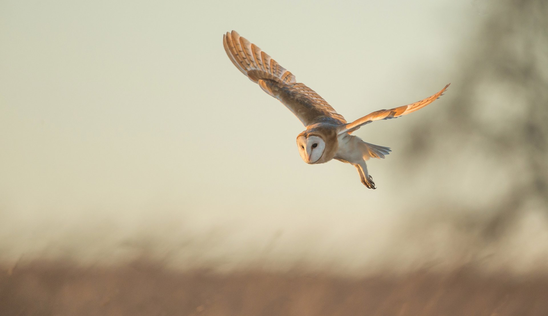 Majestic Barn Owl in Flight – HD Animal Wallpaper